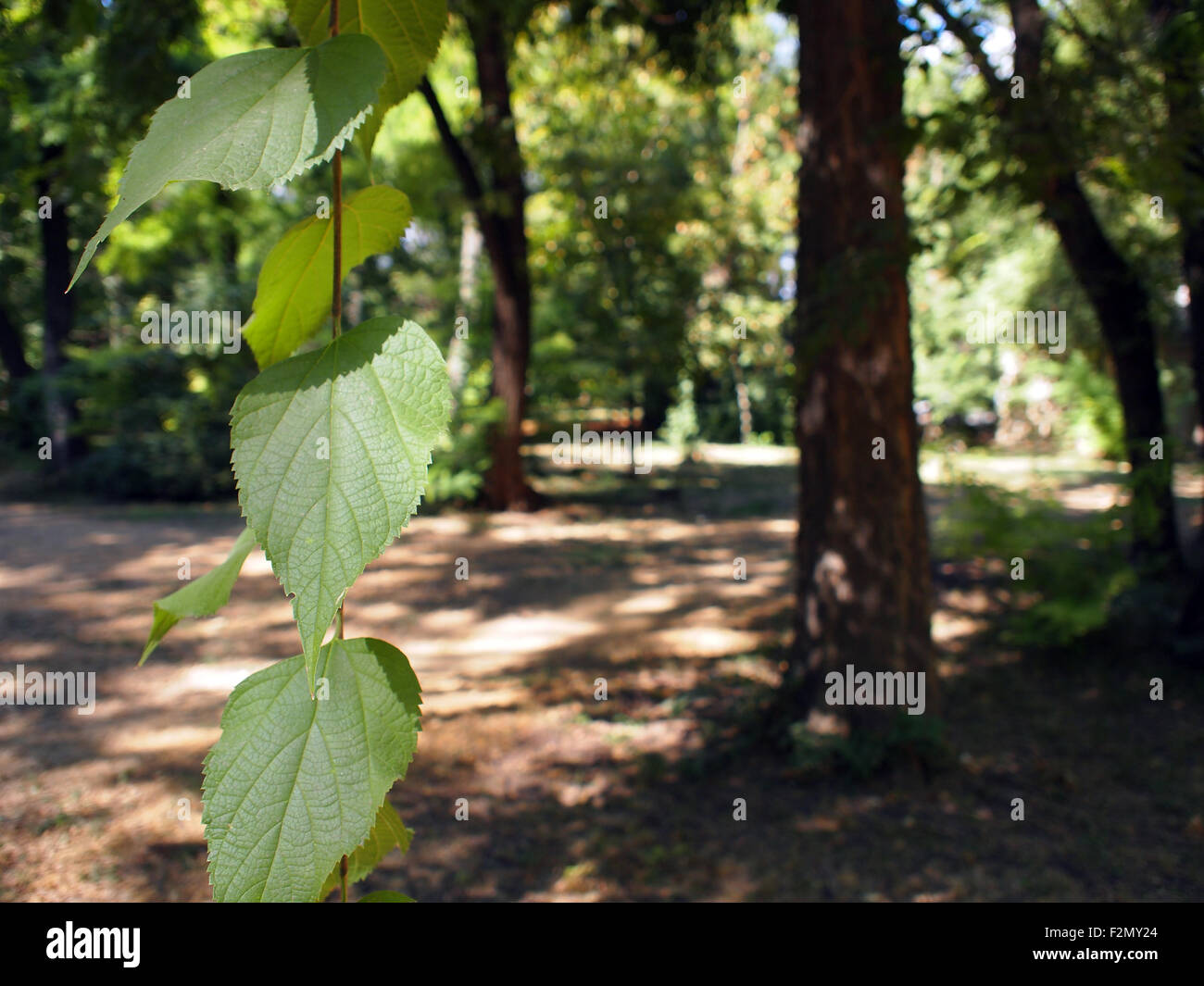 Selective focus on a young branch of a tree with leaves on blurred ...