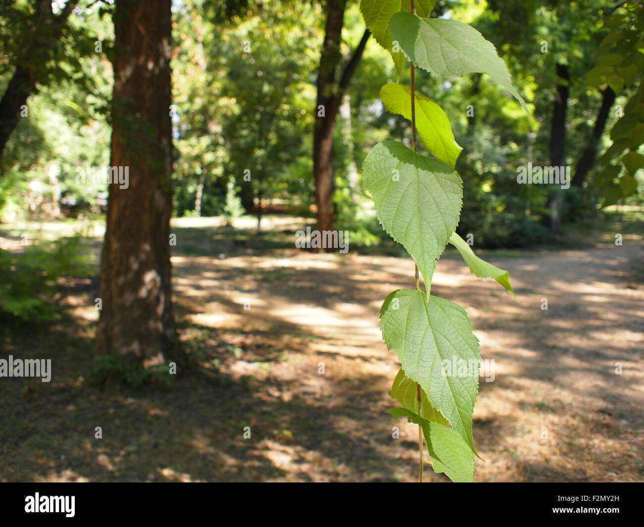 Selective paths hi-res stock photography and images - Alamy