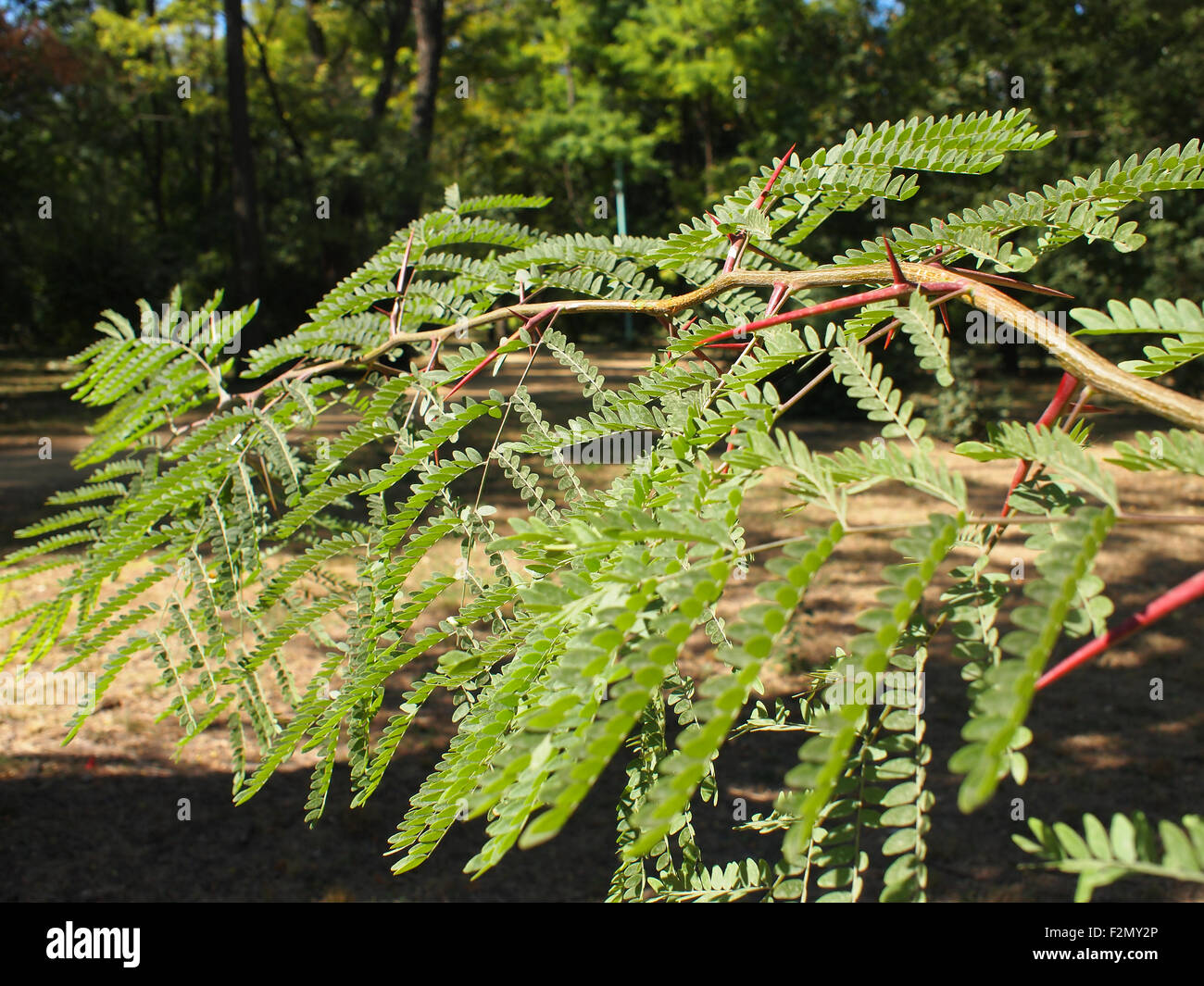 Spikes on tree trunk hi-res stock photography and images - Alamy