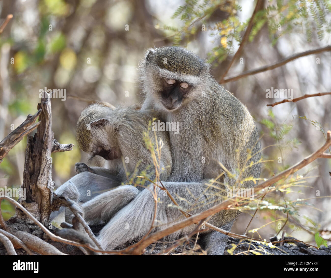 Vervet monkey, mother and baby Stock Photo - Alamy