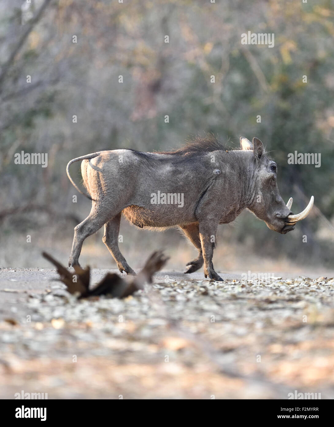 Warthog, Phacochoerus africanus,Vlakvark, Phacochere, Warzenschwein ...