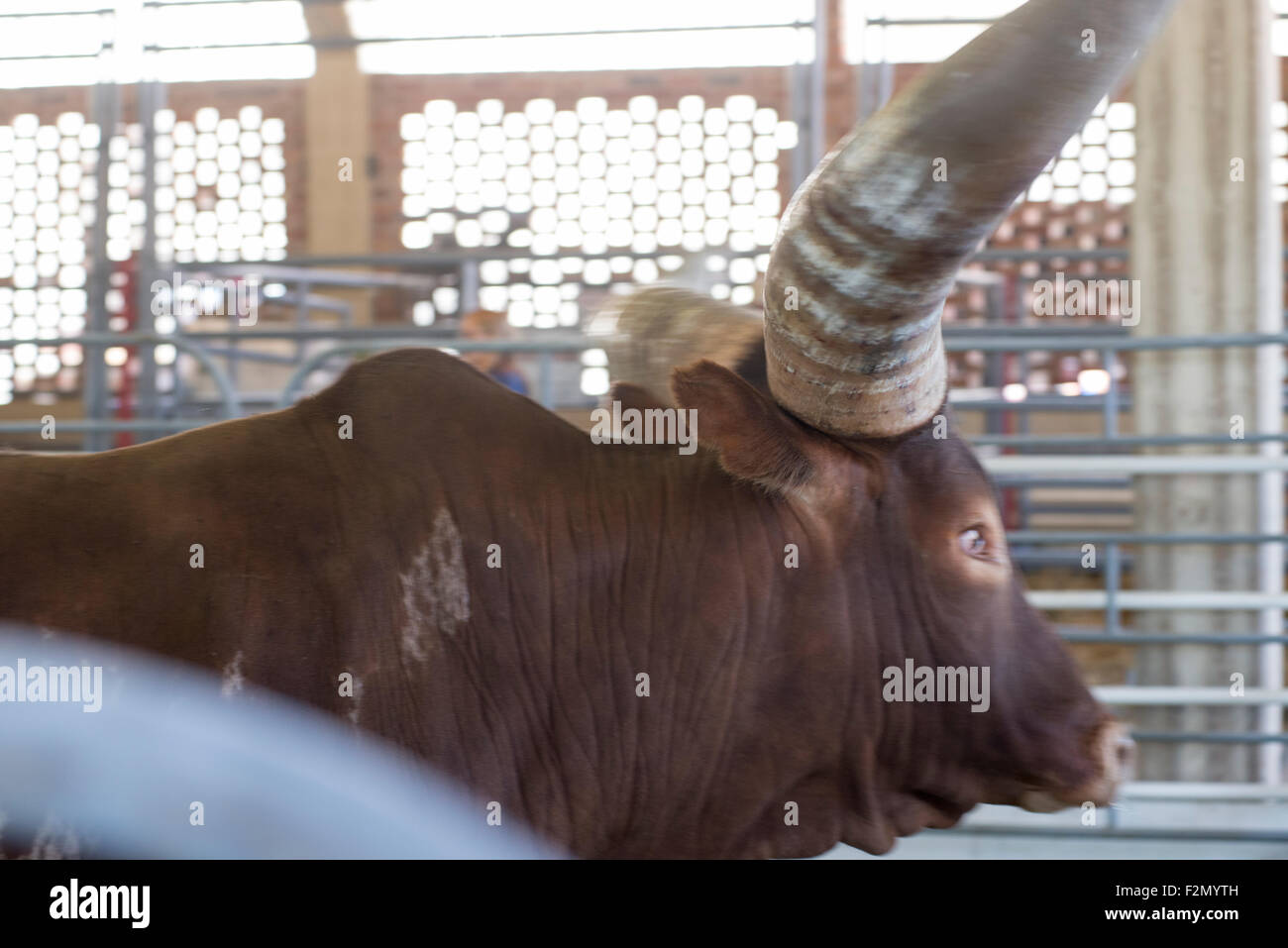 Ankoles watusi hi-res stock photography and images - Alamy