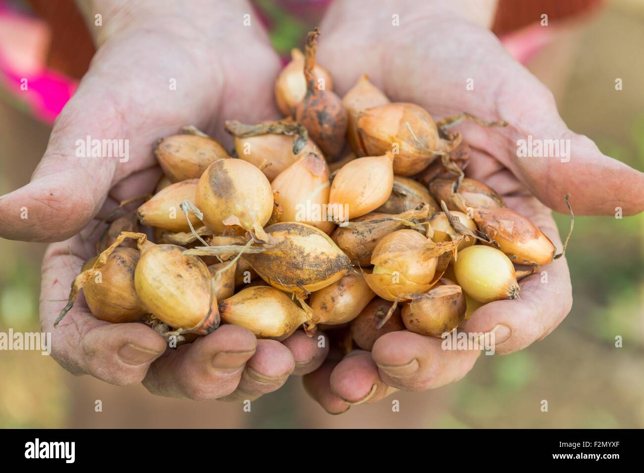 Senior hands holding onions Stock Photo - Alamy