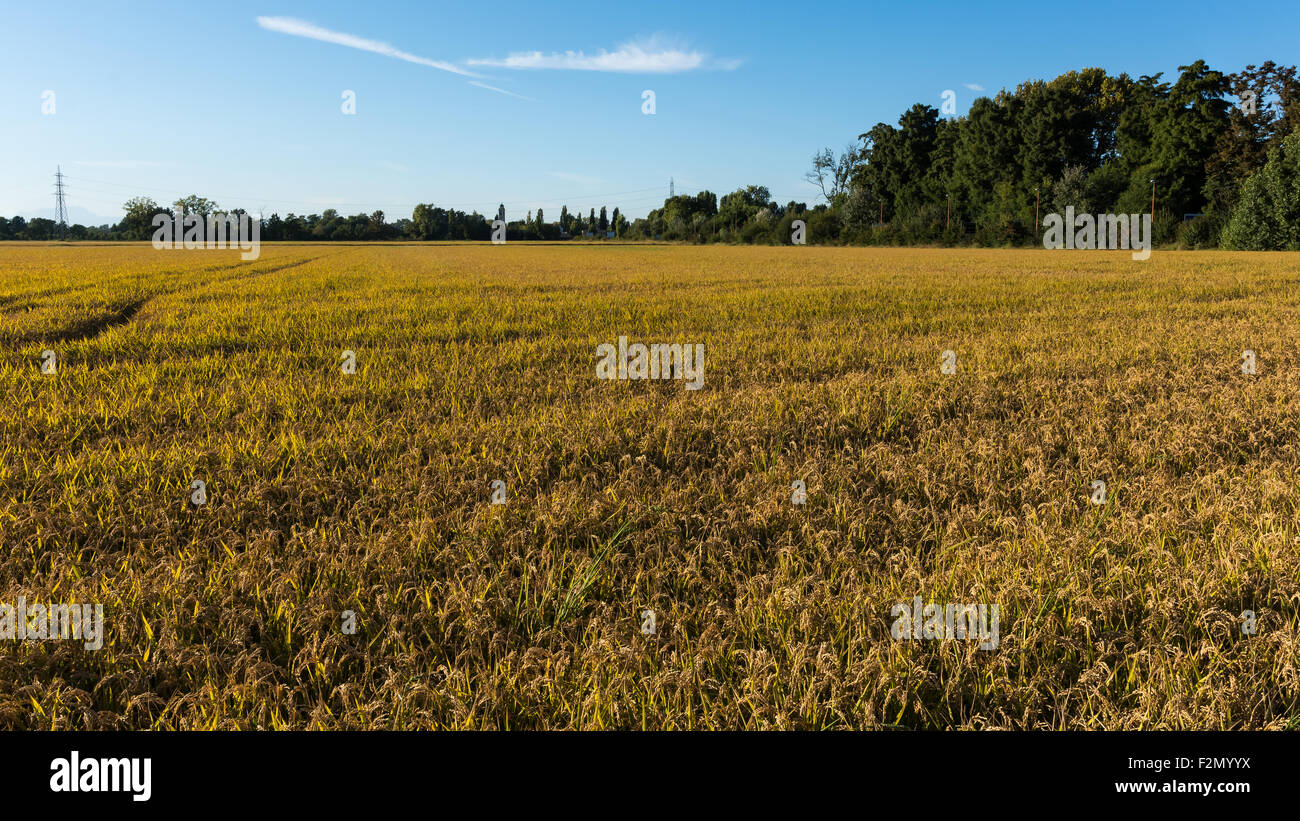 Rice field italy hi-res stock photography and images - Alamy