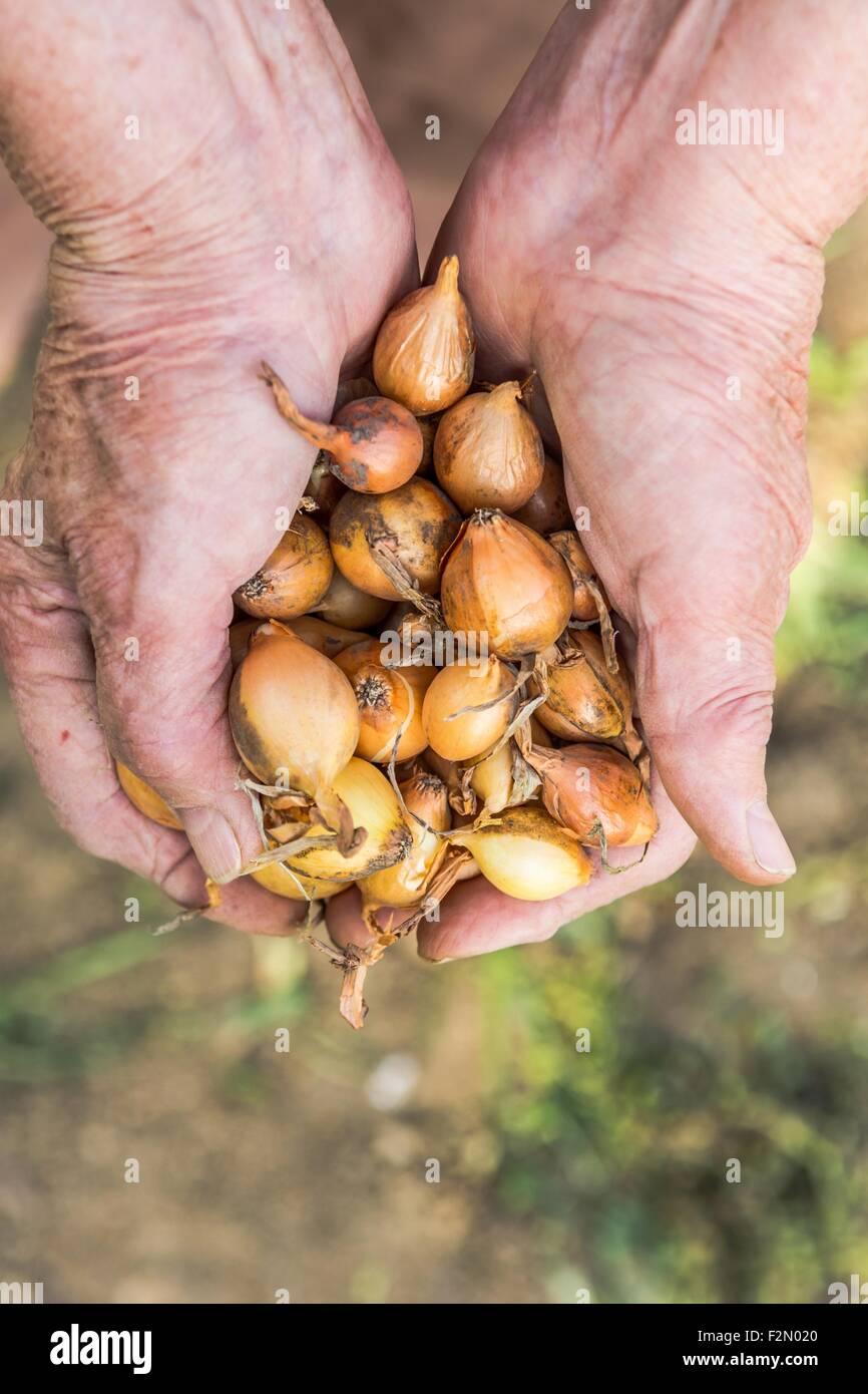 Senior hands holding onions Stock Photo - Alamy