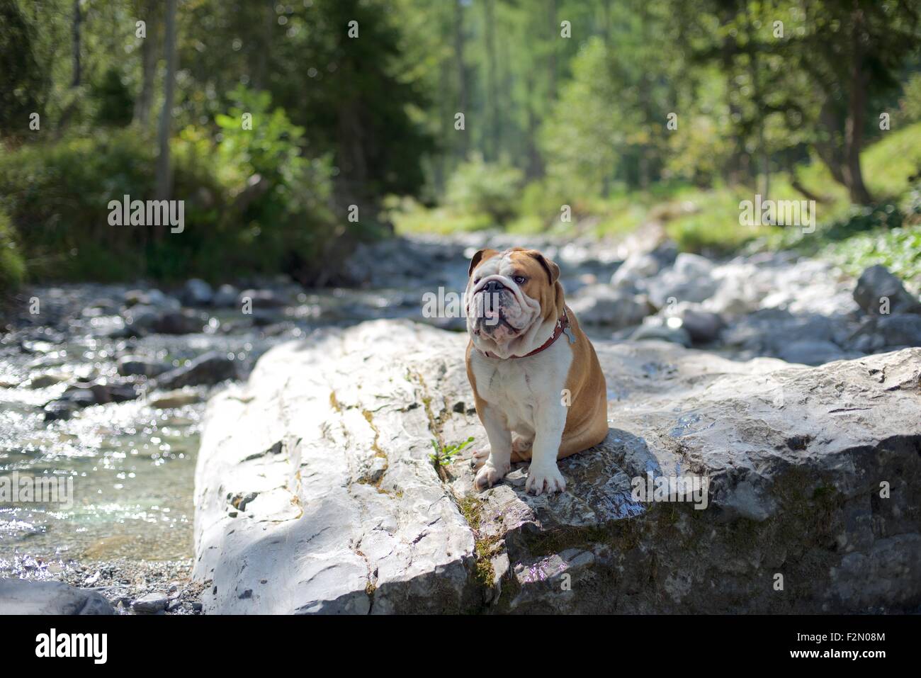 Bulldog rock hi-res stock photography and images - Alamy