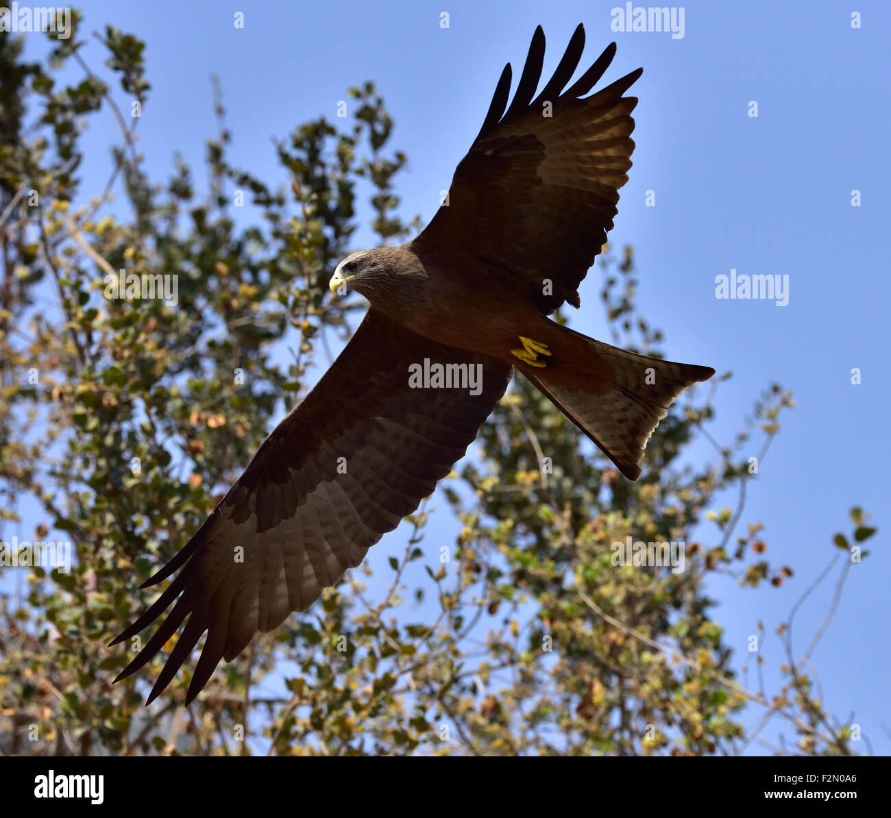 Flying yellow billed kite hi-res stock photography and images - Alamy