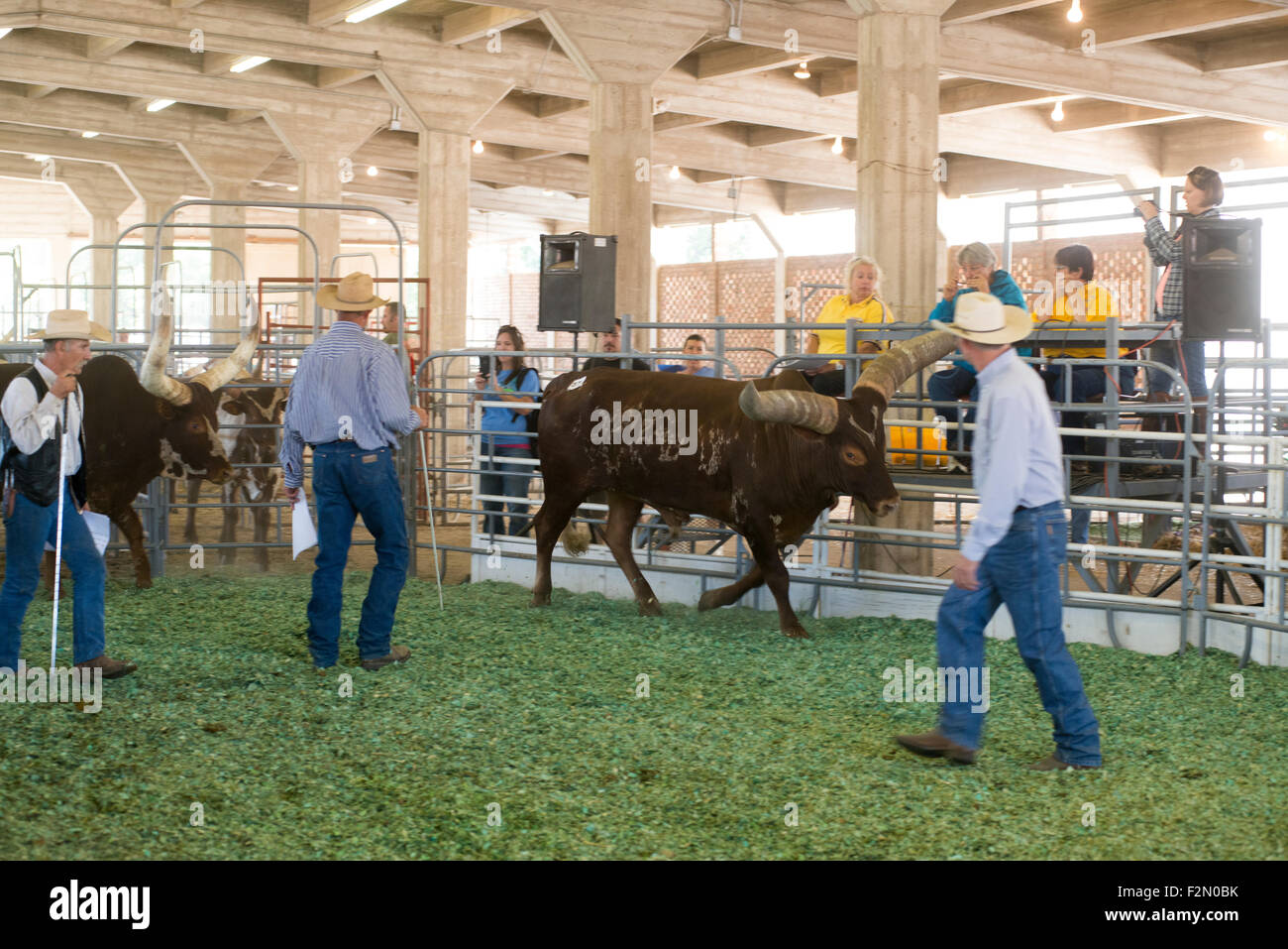Ankoles watusi hi-res stock photography and images - Alamy