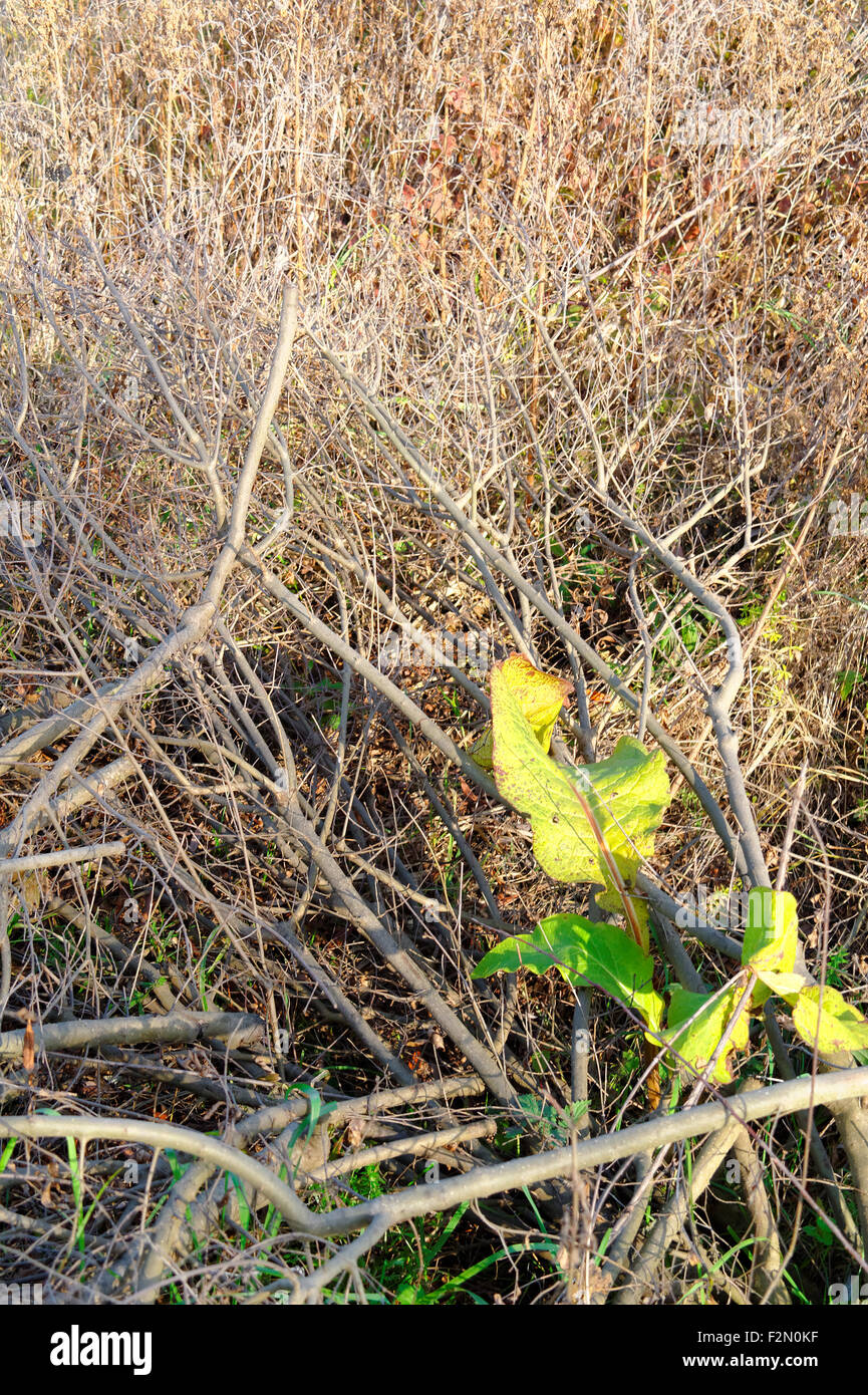 last green leafs in the dried bush Stock Photo - Alamy