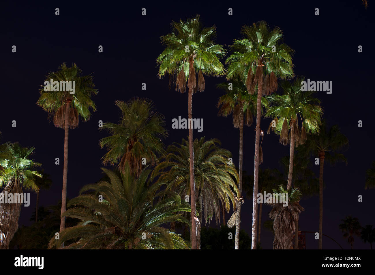 Palm Trees lit with lights Stock Photo - Alamy