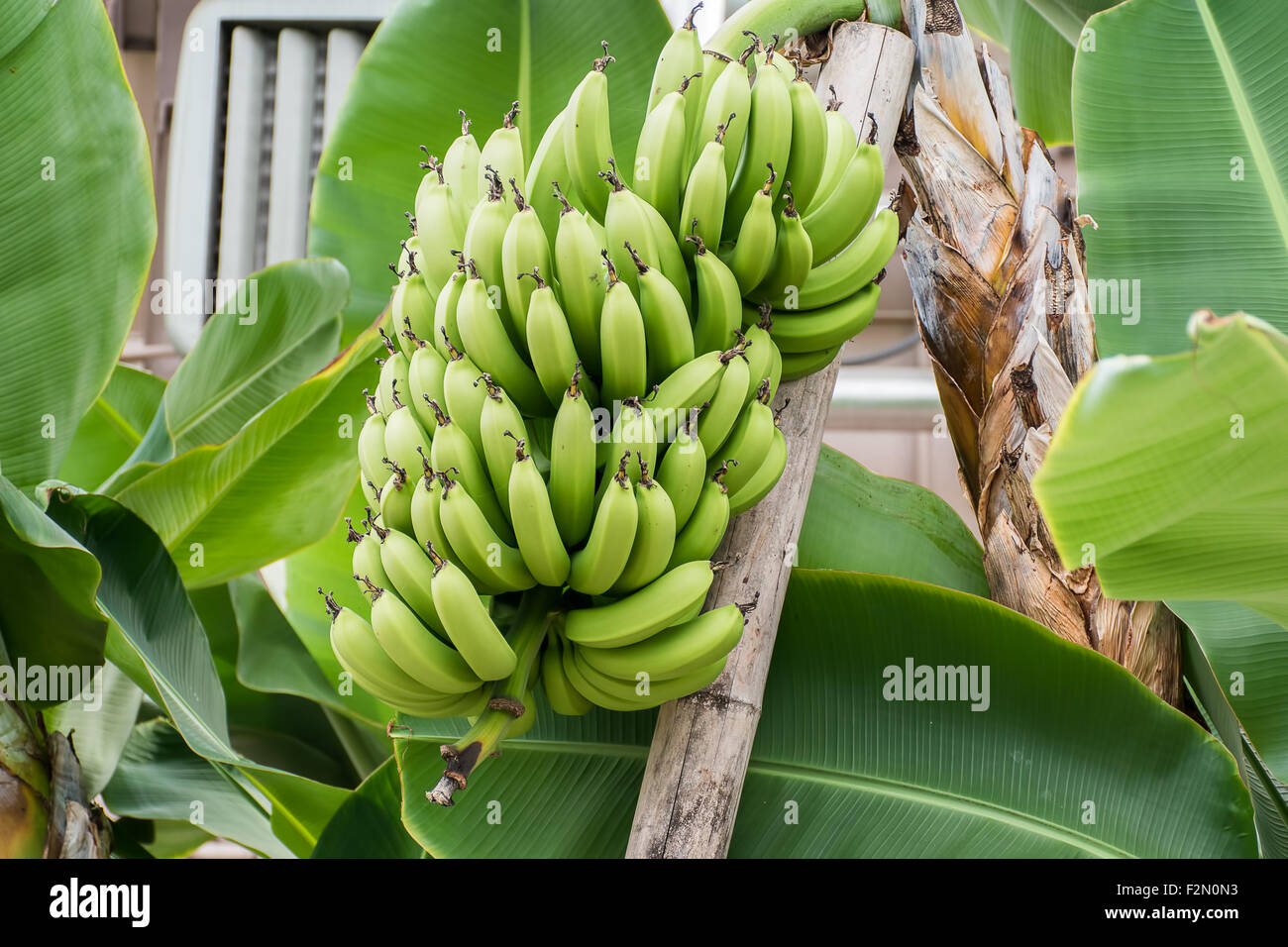 Bananas grow in tree hi-res stock photography and images - Alamy