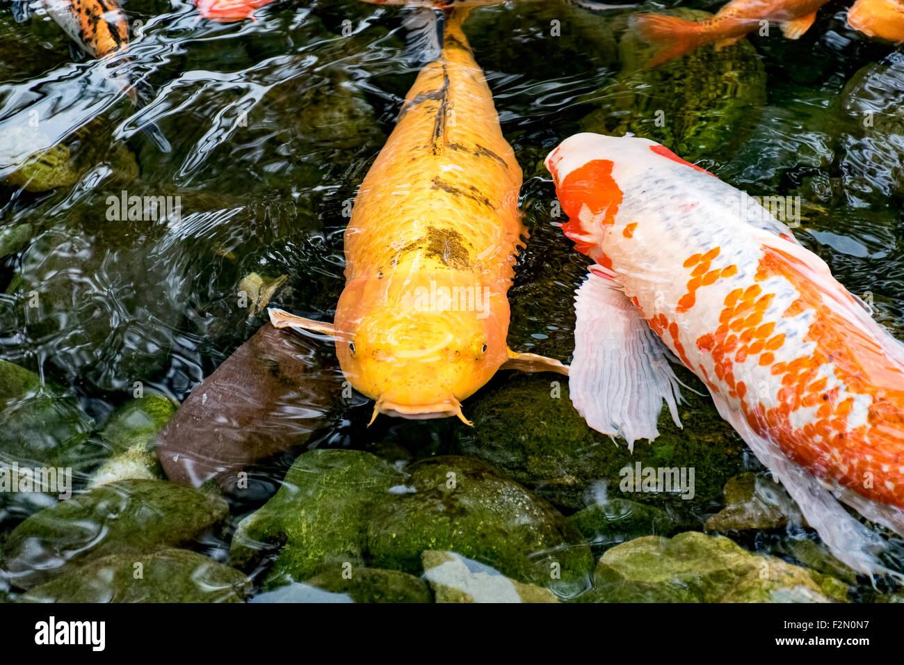 Koi Carp Fish Stock Photos & Koi Carp Fish Stock Images - Alamy
