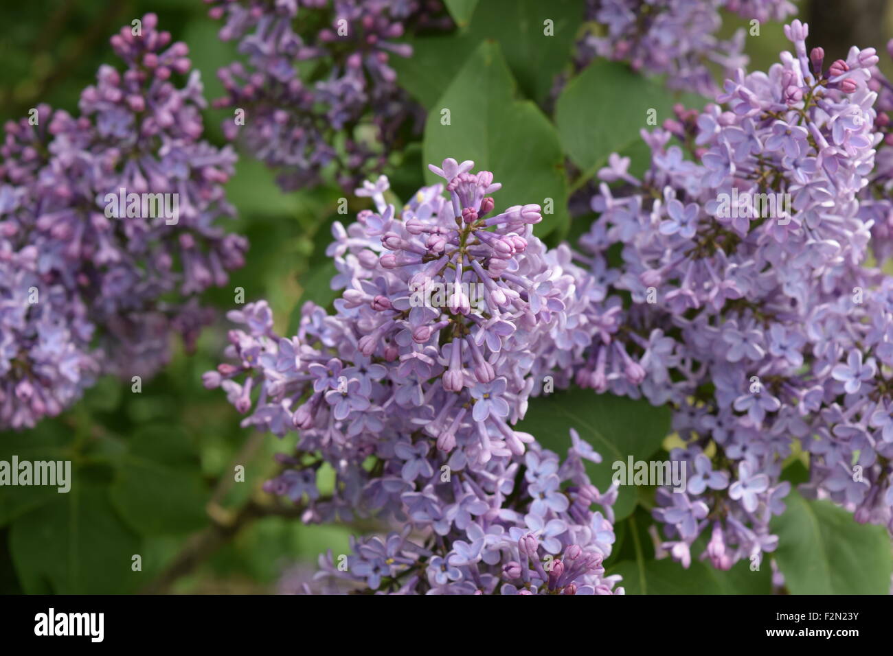 The Lilac flowers. Spring blossoming of trees Stock Photo - Alamy