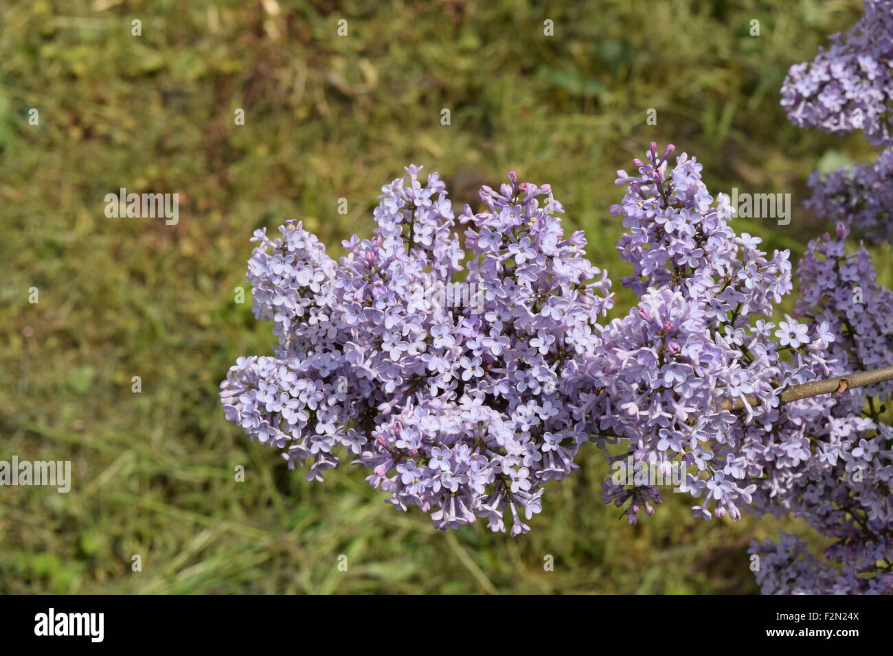 The Lilac flowers. Spring blossoming of trees Stock Photo - Alamy