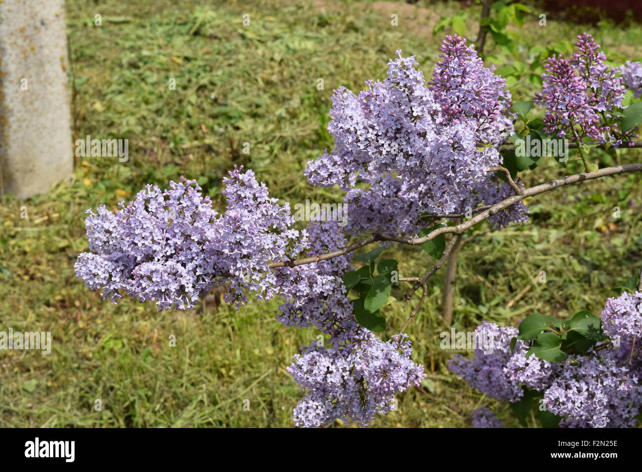 The Lilac flowers. Spring blossoming of trees Stock Photo - Alamy