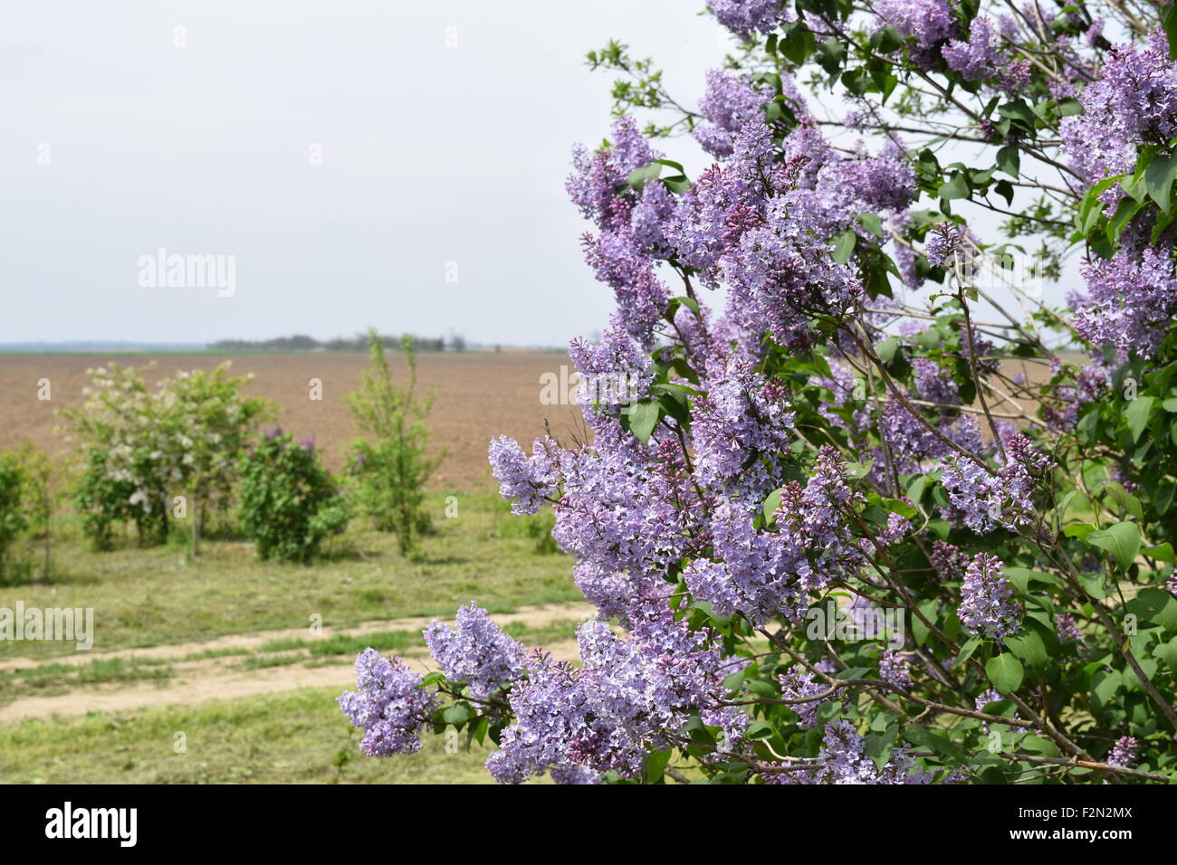 The Lilac flowers. Spring blossoming of trees Stock Photo - Alamy