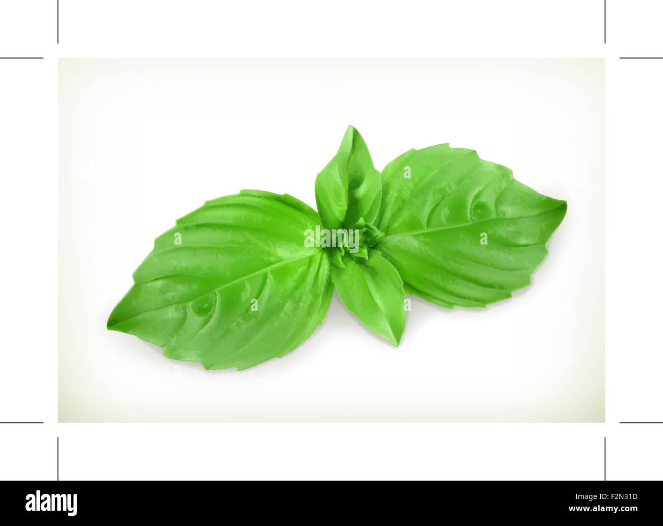 Basil leaves, vector illustration Stock Vector Image & Art - Alamy