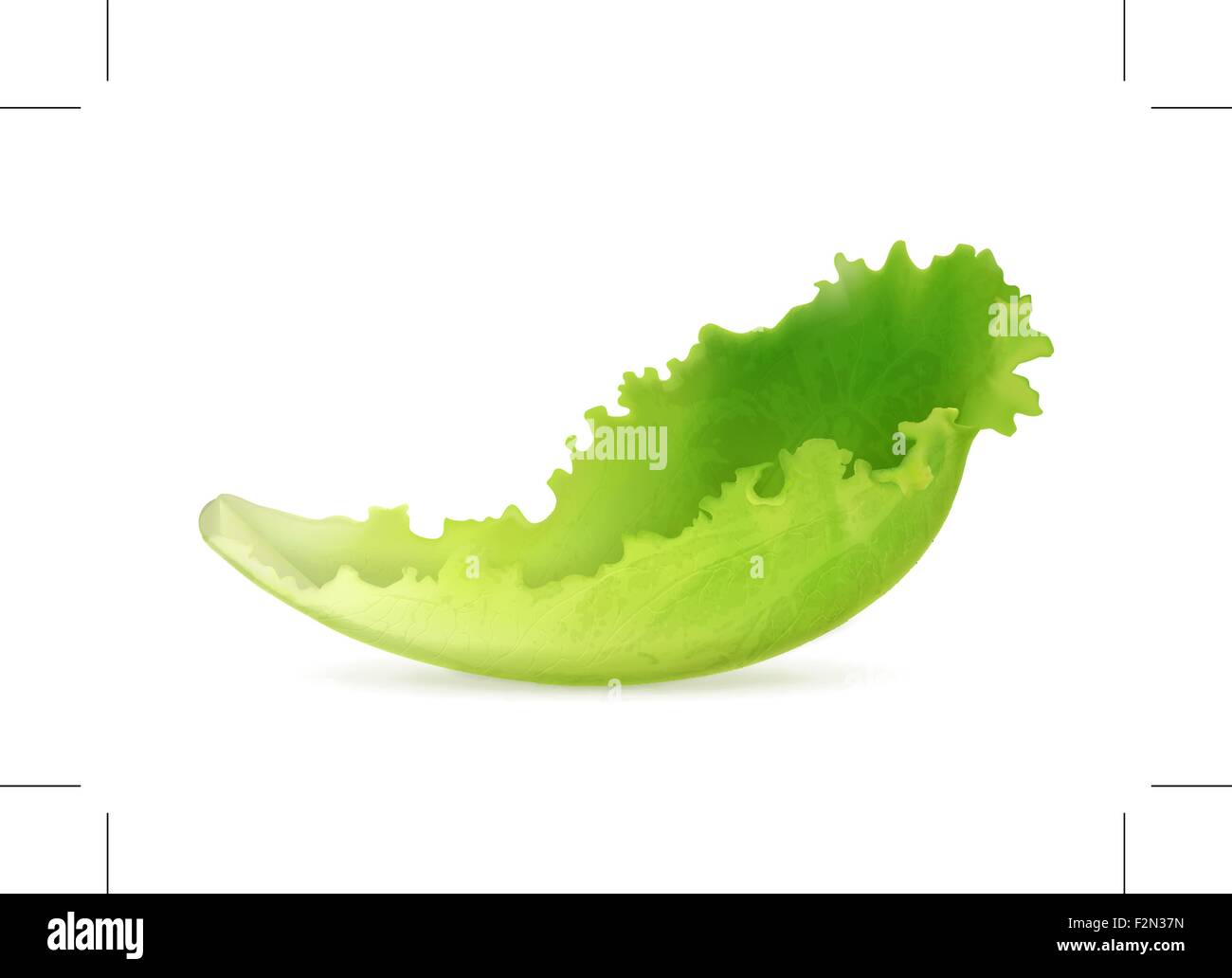 Lettuce leaf Stock Vector Images - Alamy