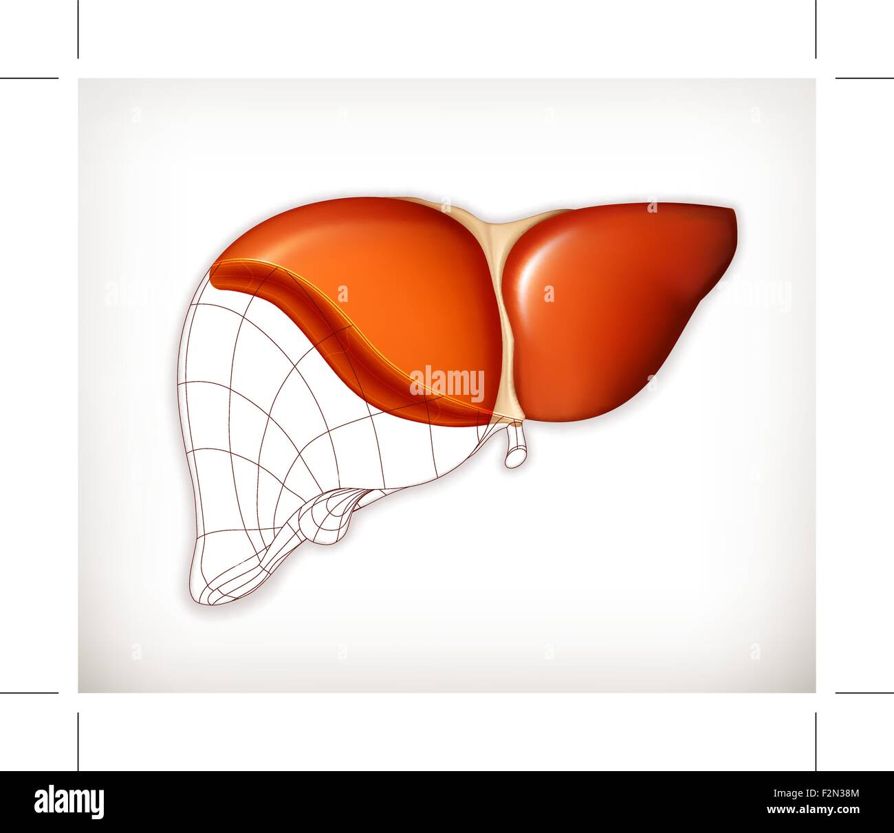 Liver structure, vector Stock Vector Image & Art - Alamy