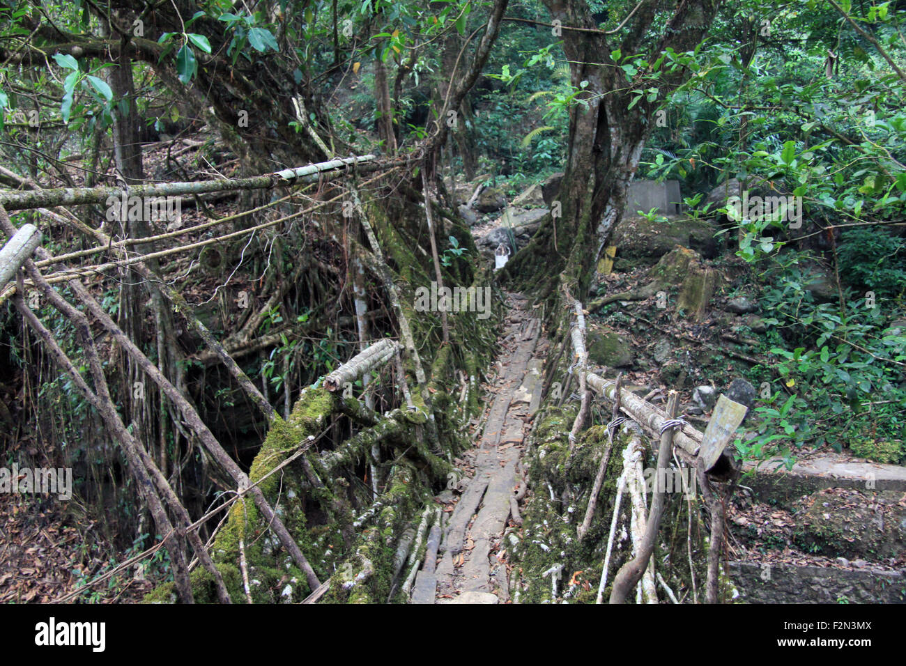 Root bridges of cherrapunji hi-res stock photography and images - Alamy