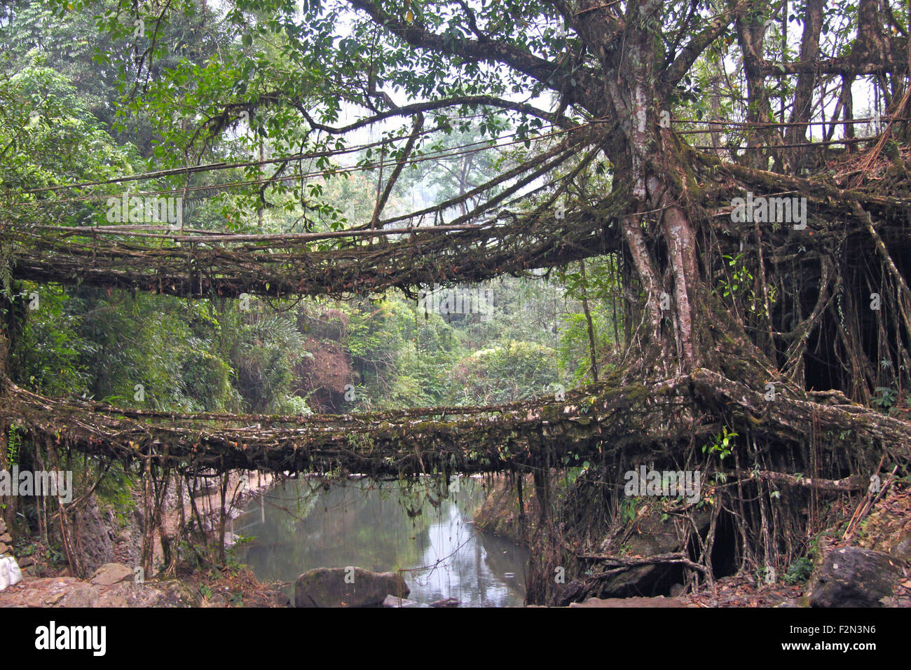 Two living root bridges connect villages in Meghalaya, India Stock ...