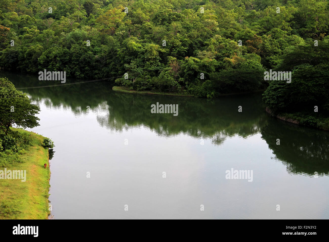 trees and water reflection Stock Photo - Alamy