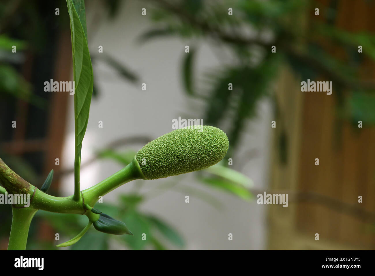 Jackfruit tree flower hi-res stock photography and images - Alamy