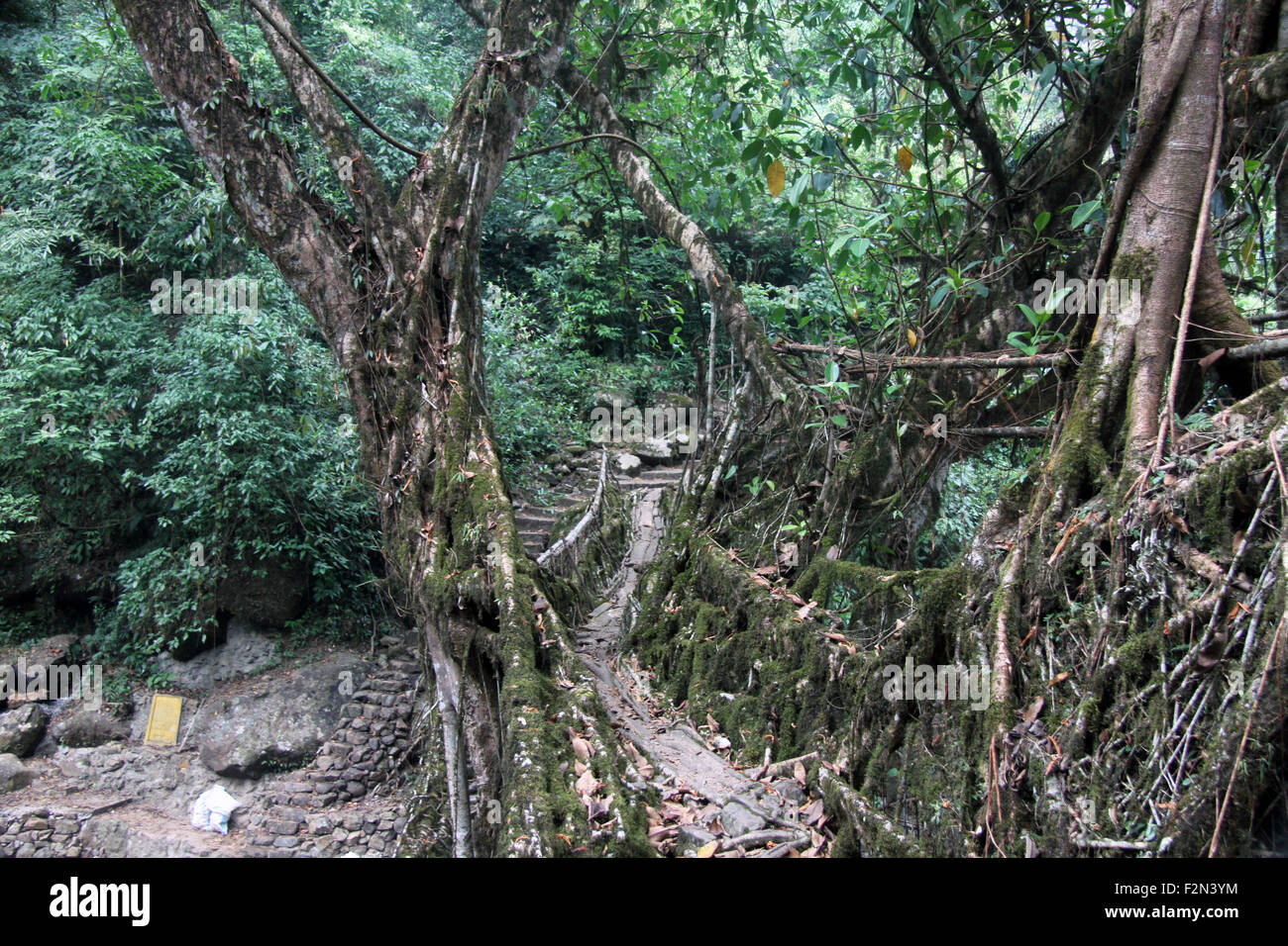 A living root bridge made of banyan fig tree spans an opening in ...