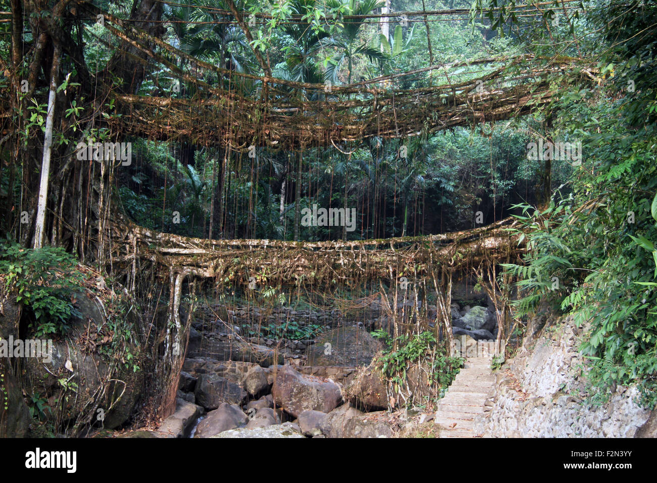 Two living bridges made of banyan fig trees span a river in northeast ...