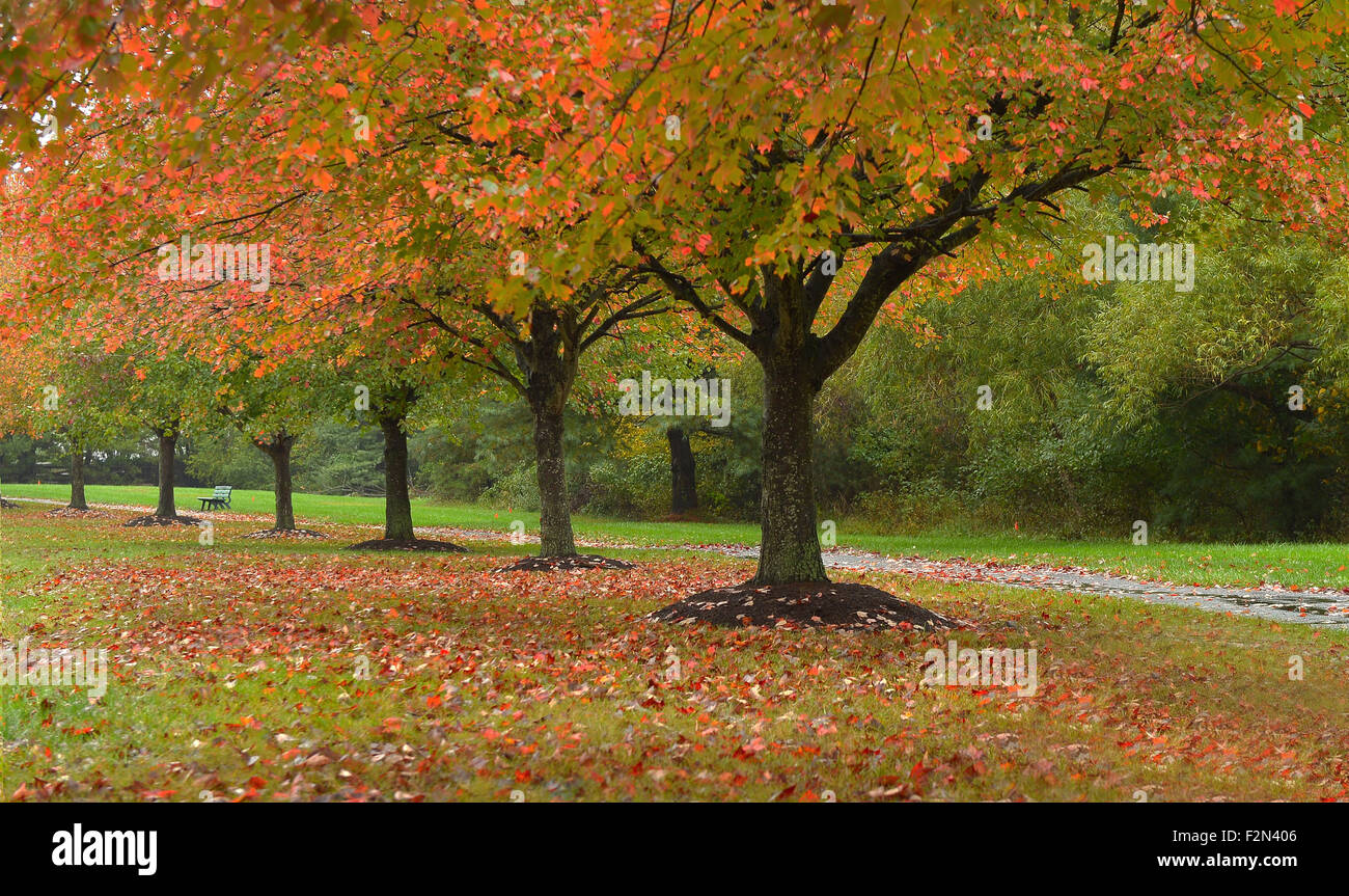 Fall path hi-res stock photography and images - Alamy
