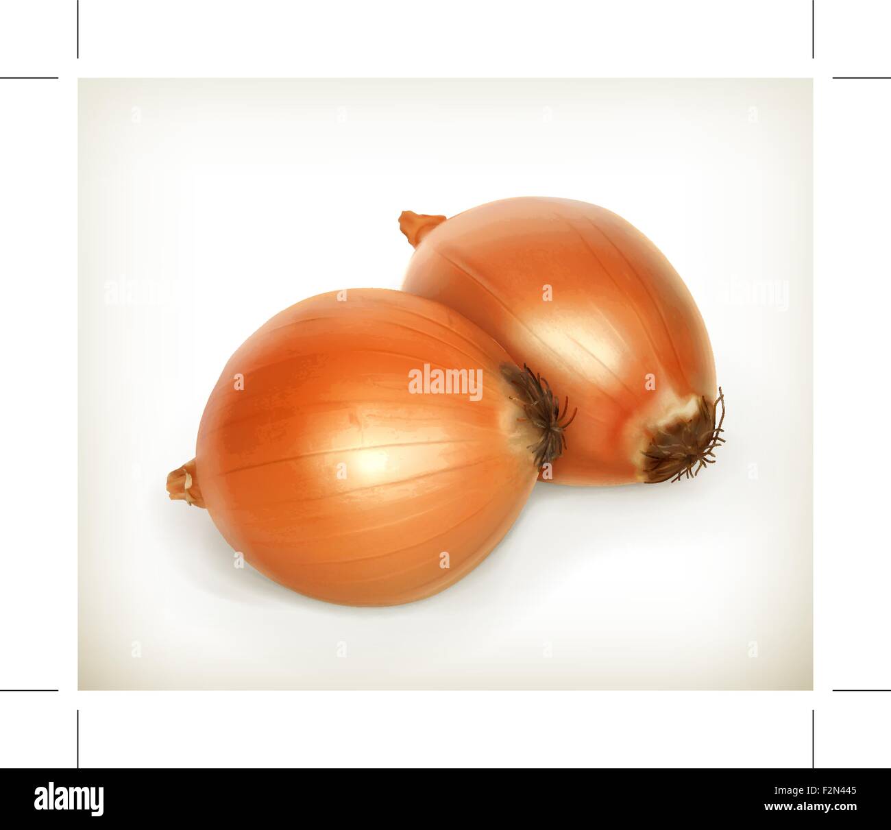 Onion vector hi-res stock photography and images - Alamy