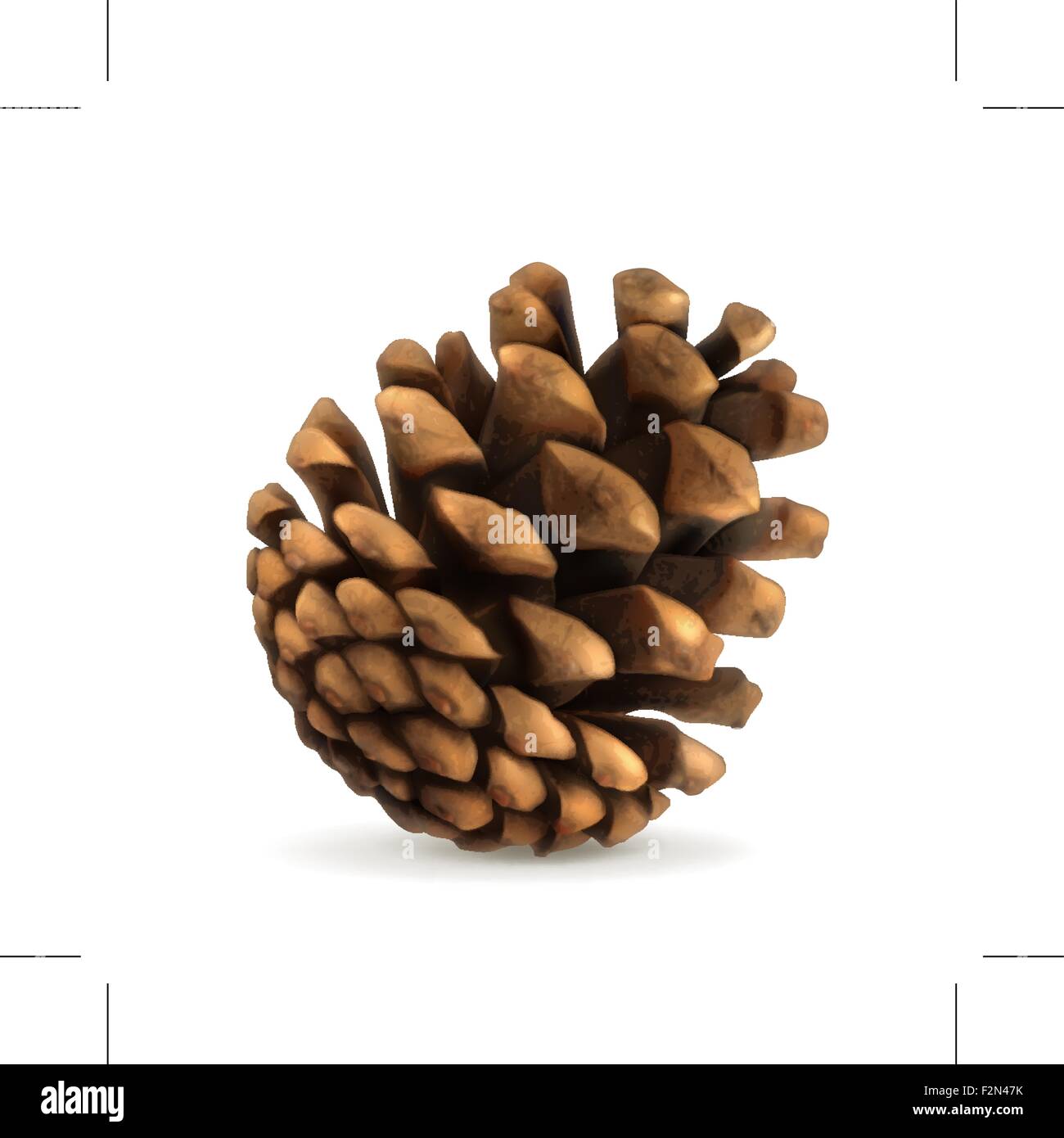 Pine cone vector illustration Stock Vector Image & Art - Alamy