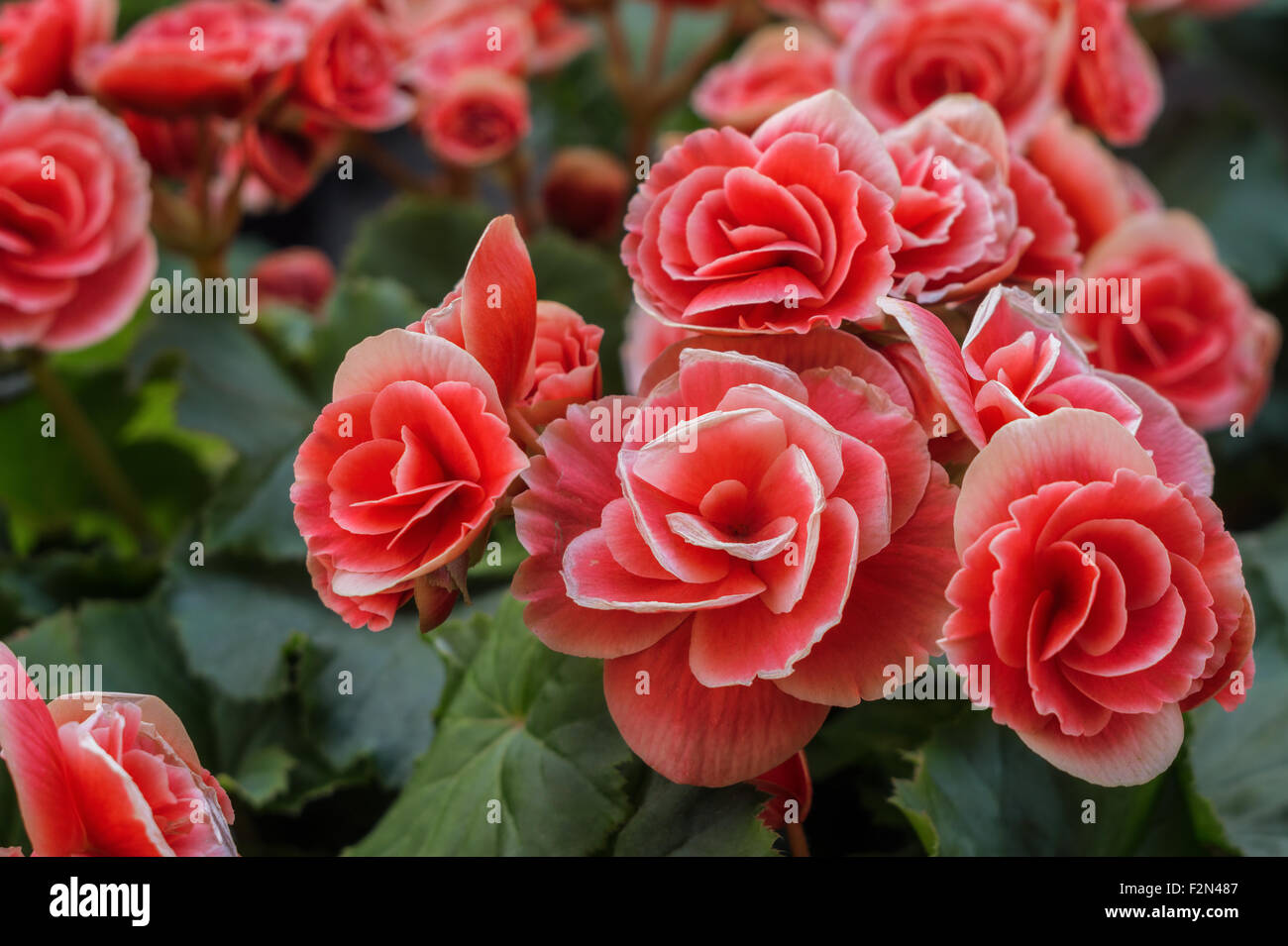 Bouquet red hydrangea flowers hi-res stock photography and images - Alamy