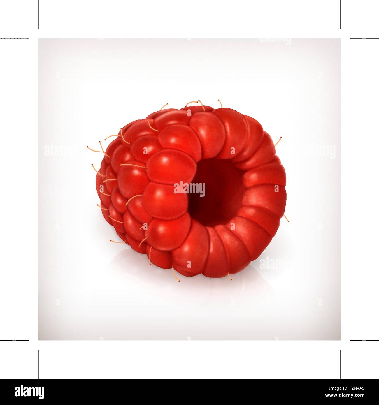 Raspberry, vector illustration high quality Stock Vector Image & Art ...