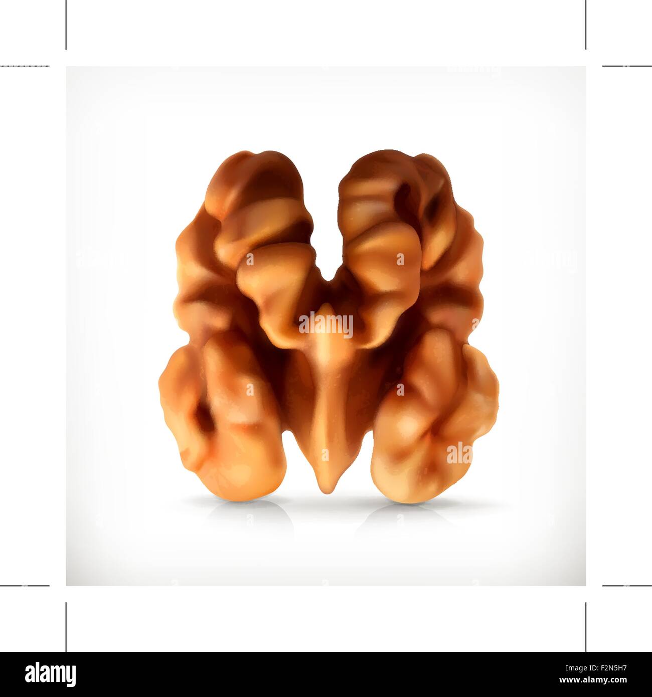 Walnut vector vectors hi-res stock photography and images - Alamy