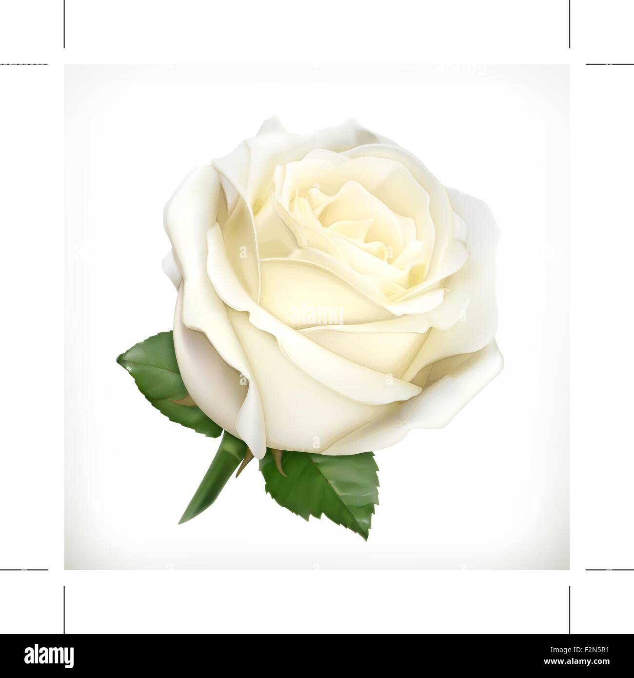 White rose, vector illustration Stock Vector Image & Art - Alamy