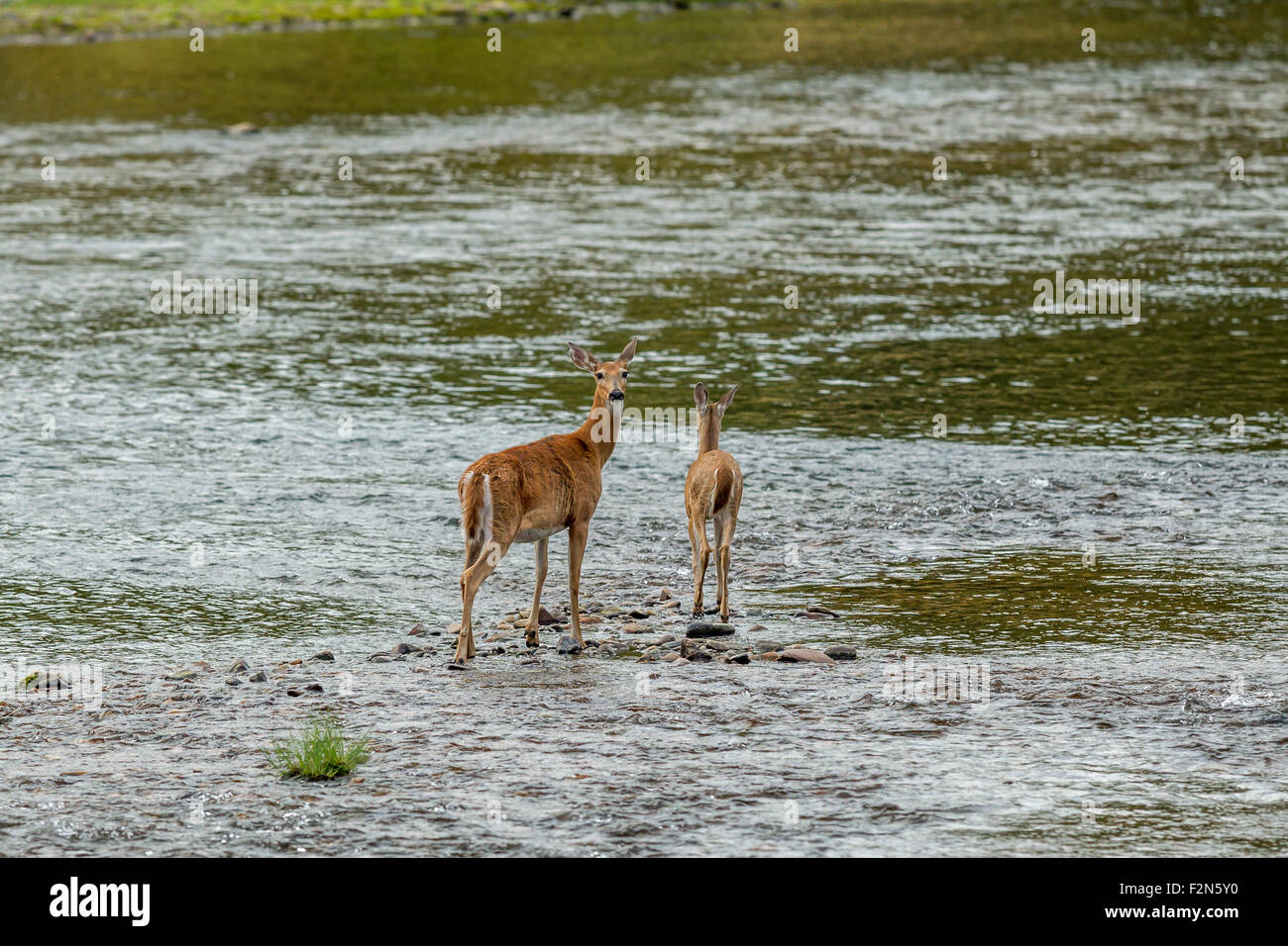 Deer in water looks back at camera Stock Photo - Alamy
