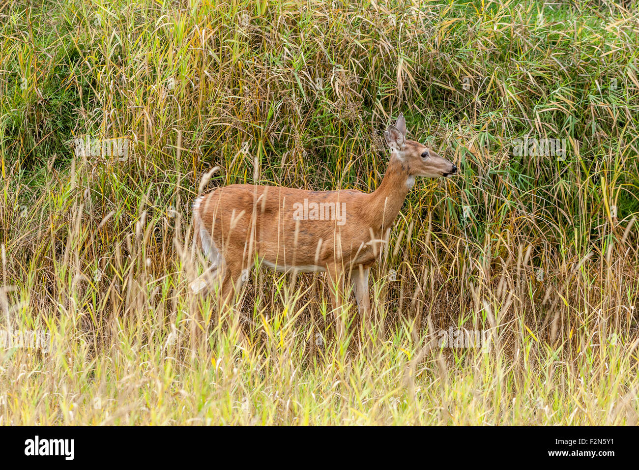 Side view of deer in grass Stock Photo - Alamy