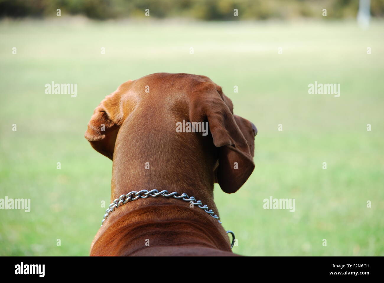 Dog looking into the distance Stock Photo - Alamy