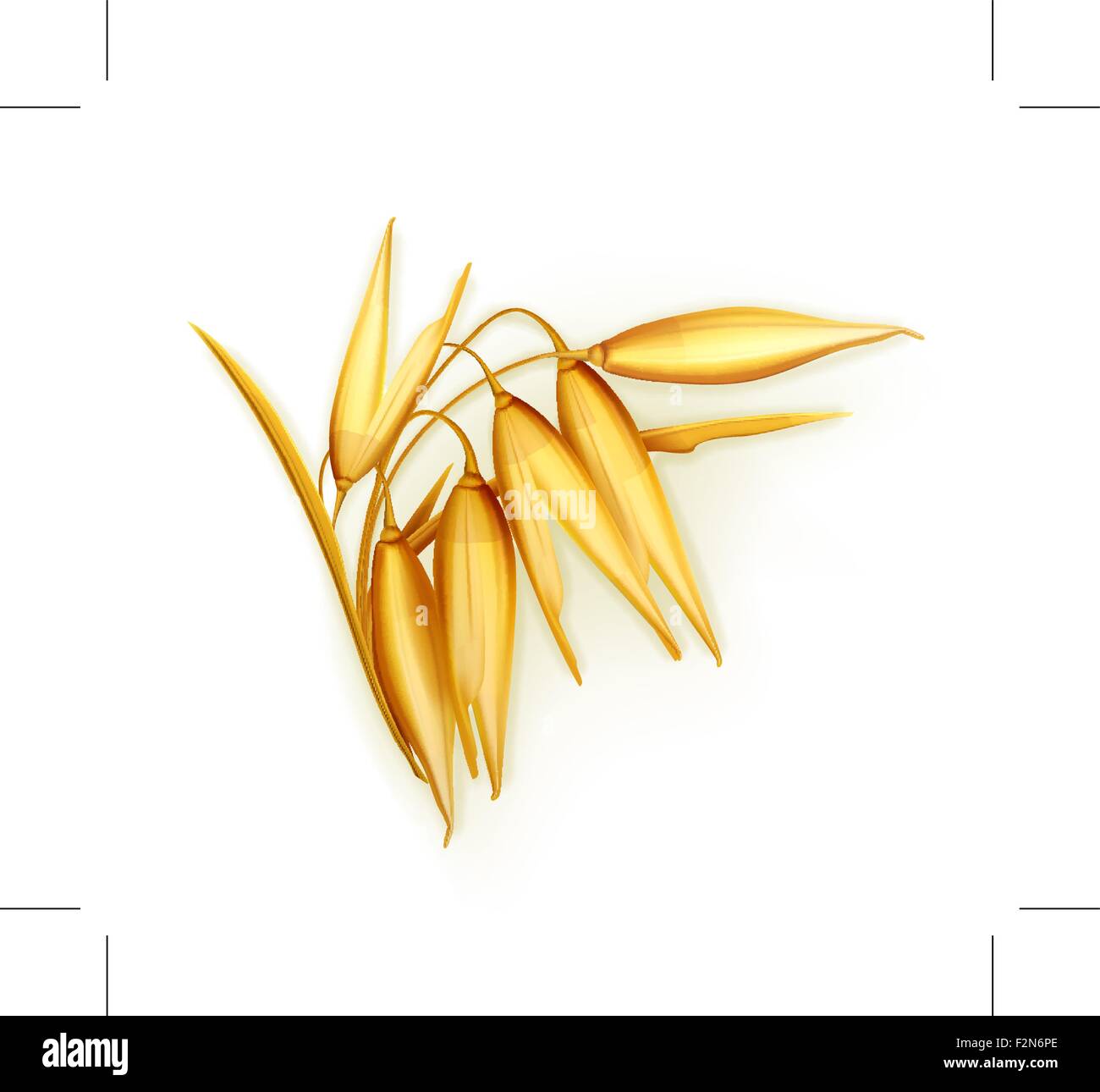 Oat, vector illustration Stock Vector Image & Art - Alamy