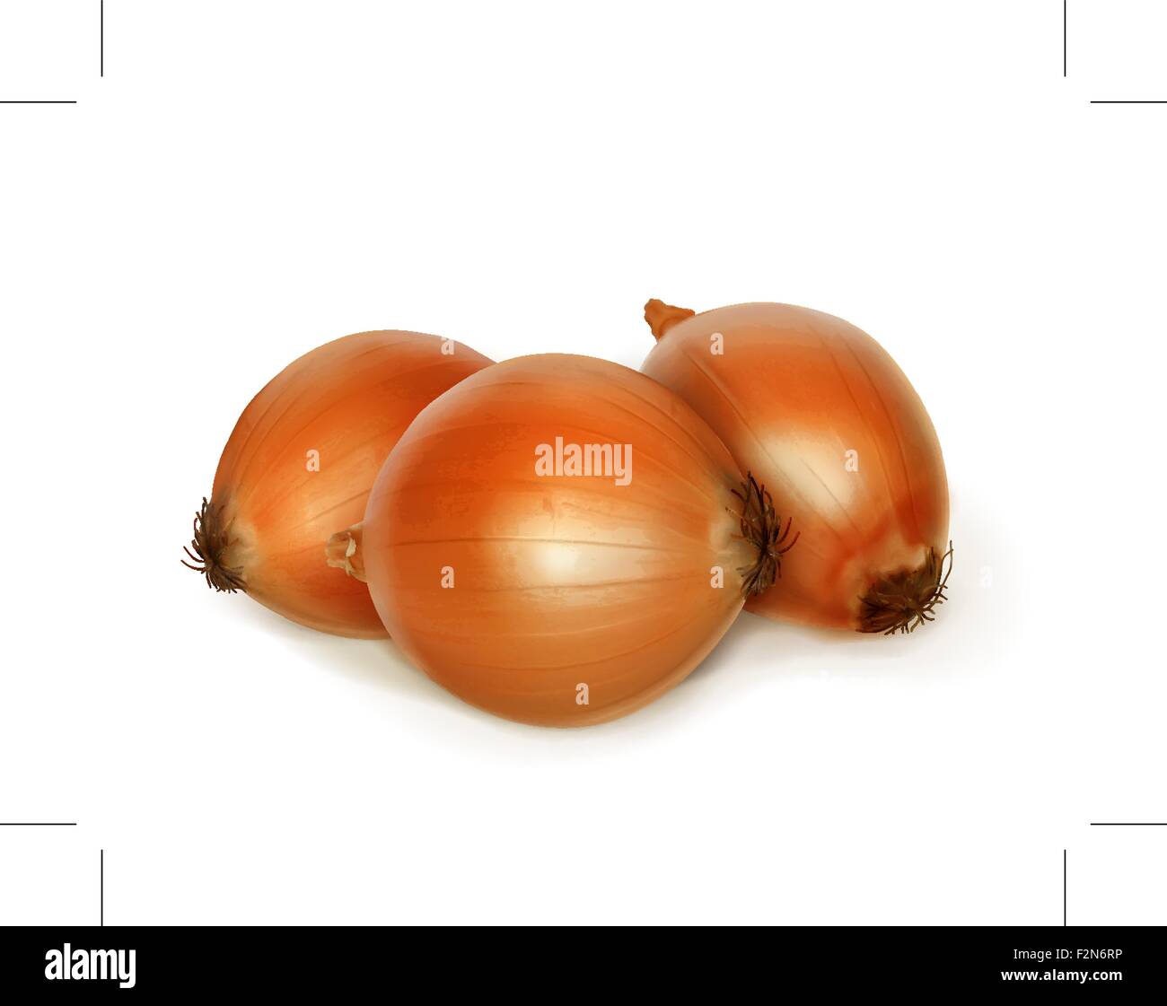 Onion vector illustration Stock Vector Image & Art - Alamy