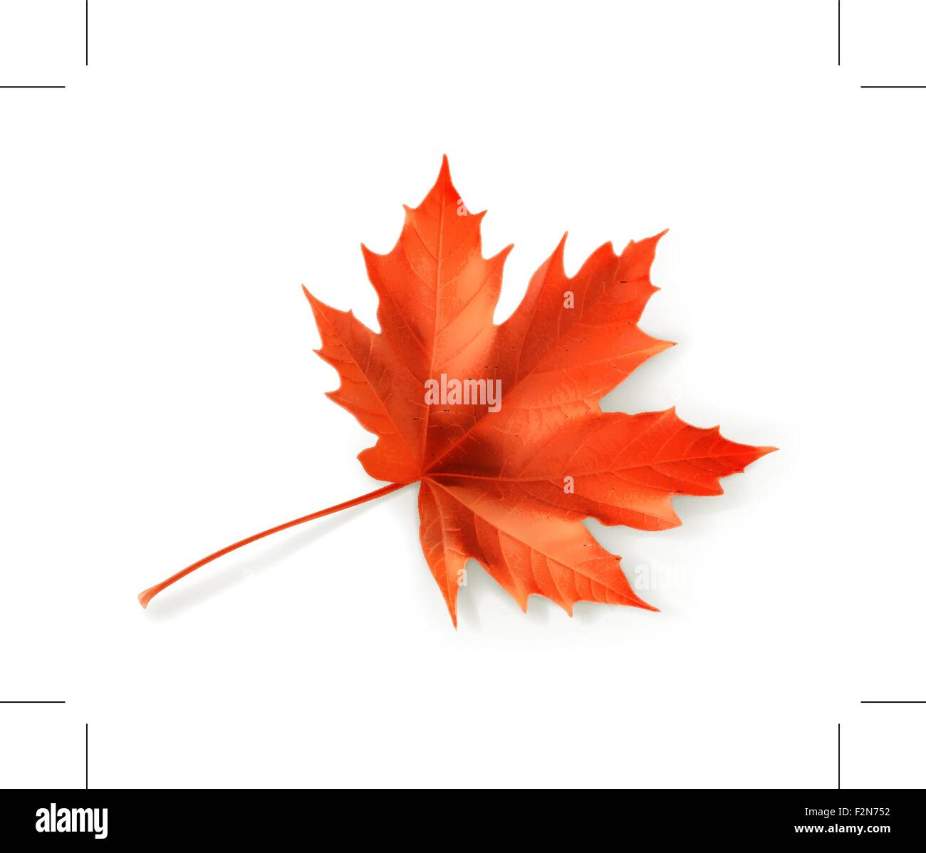 Red maple leaf, vector object Stock Vector Image & Art - Alamy