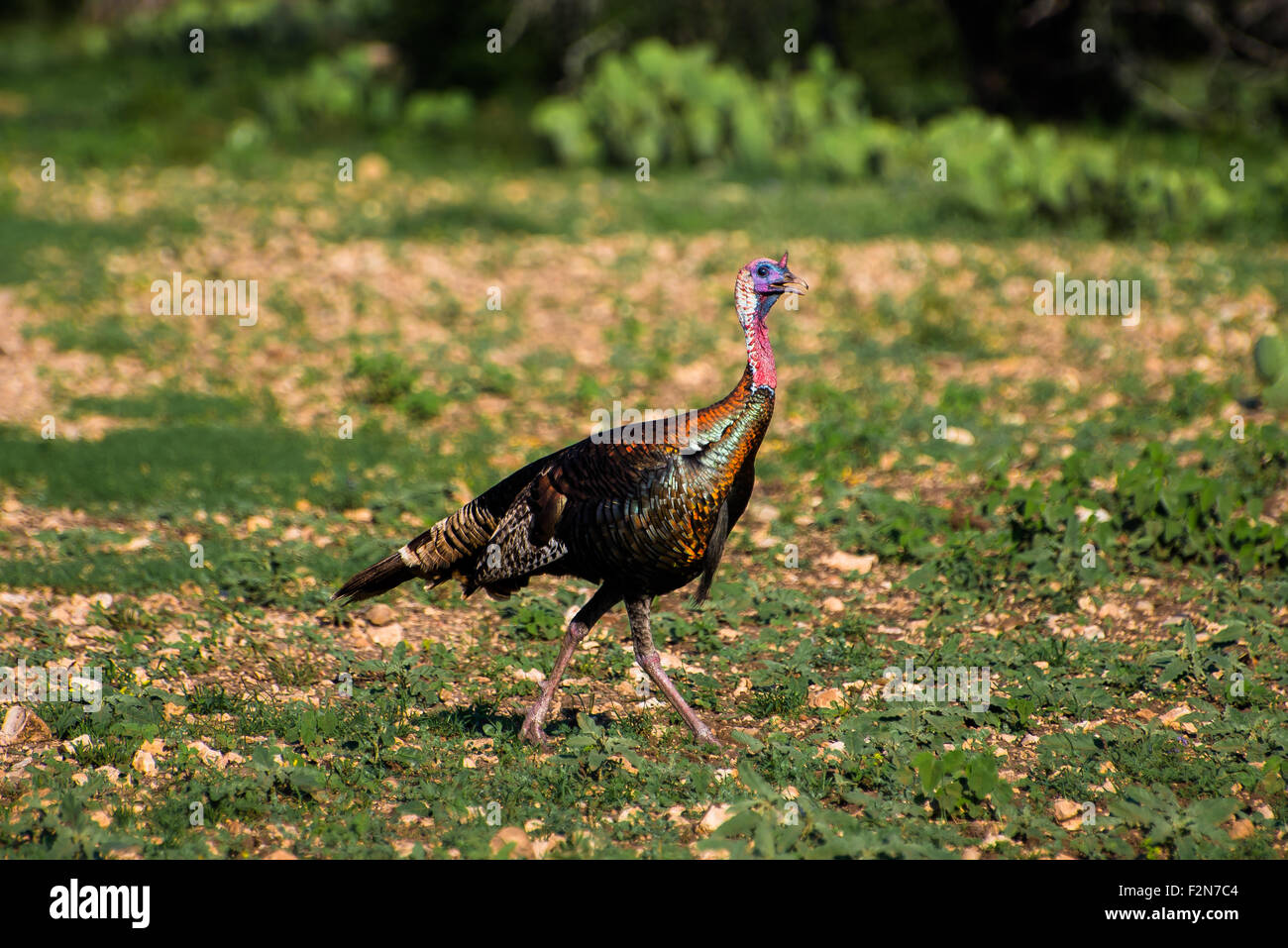 Rio grande wild turkey hi-res stock photography and images - Alamy