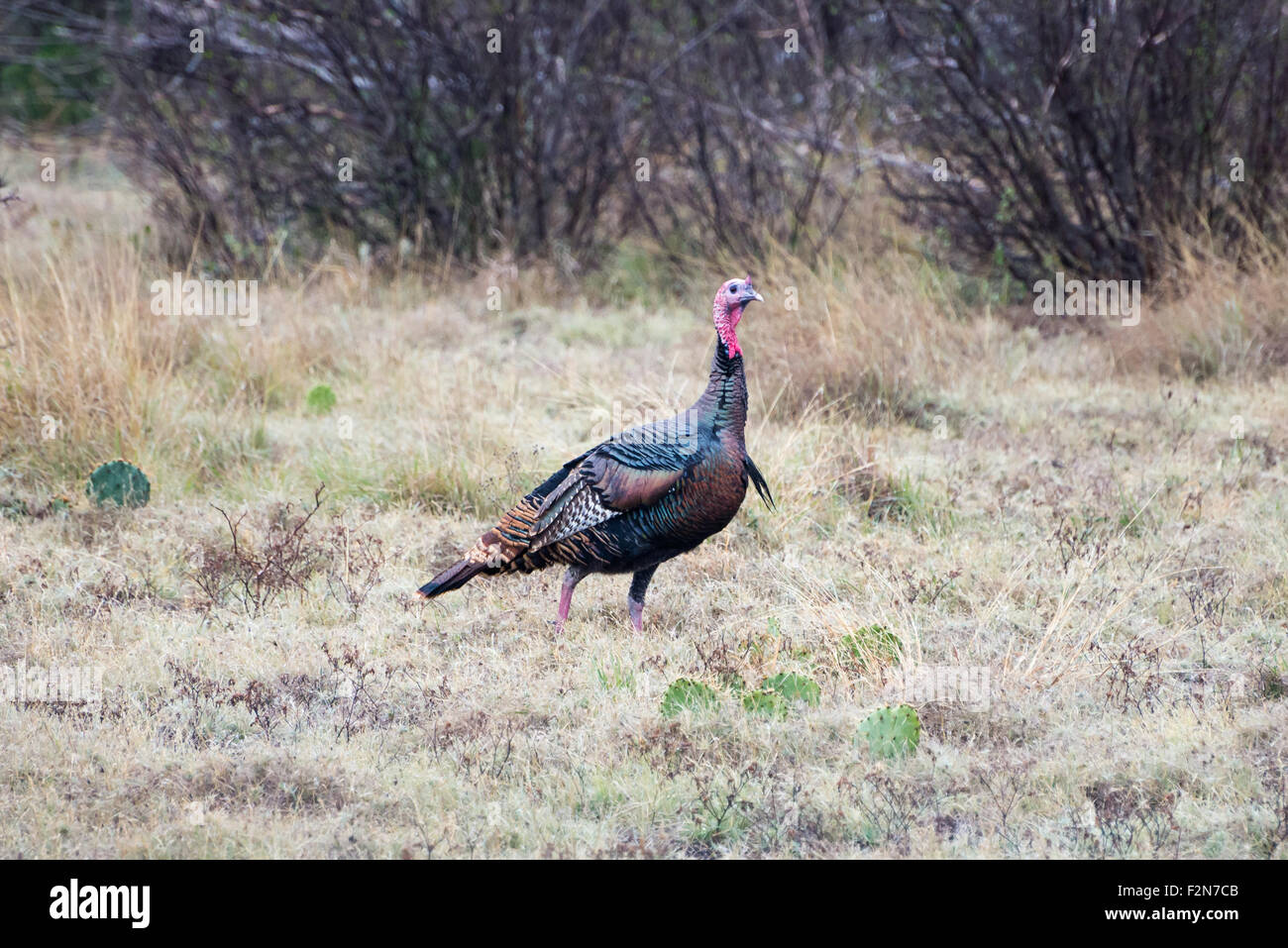 Wild South Texas Rio Grande turkey standing on alert Stock Photo - Alamy