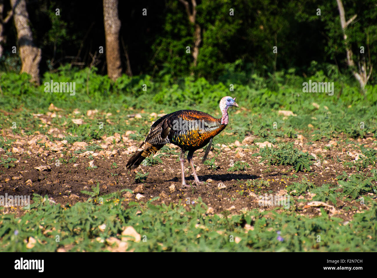Wild South Texas Rio Grande turkey standing facing forward to the right ...
