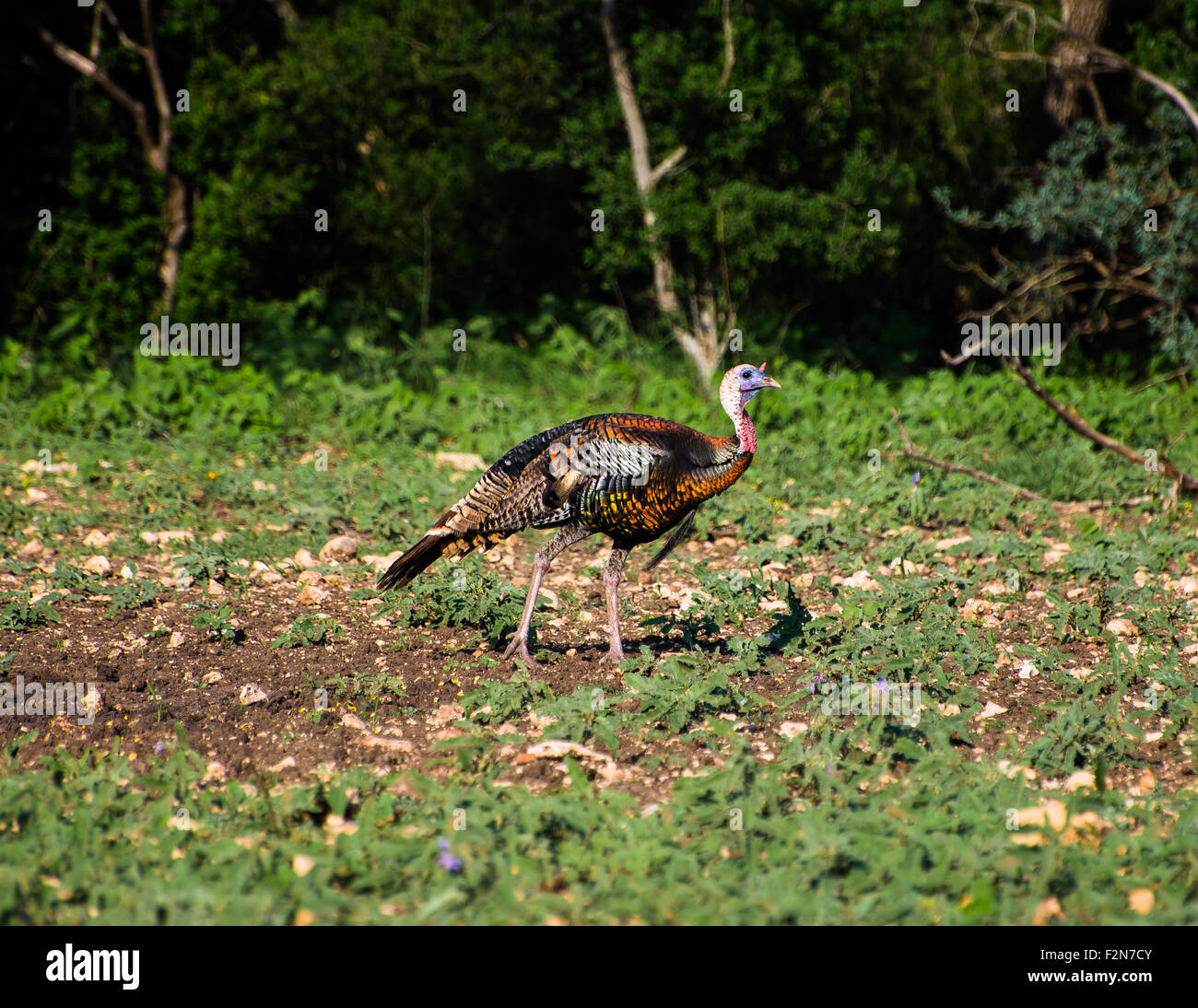 Wild South Texas Rio Grande turkey walking to the right Stock Photo - Alamy