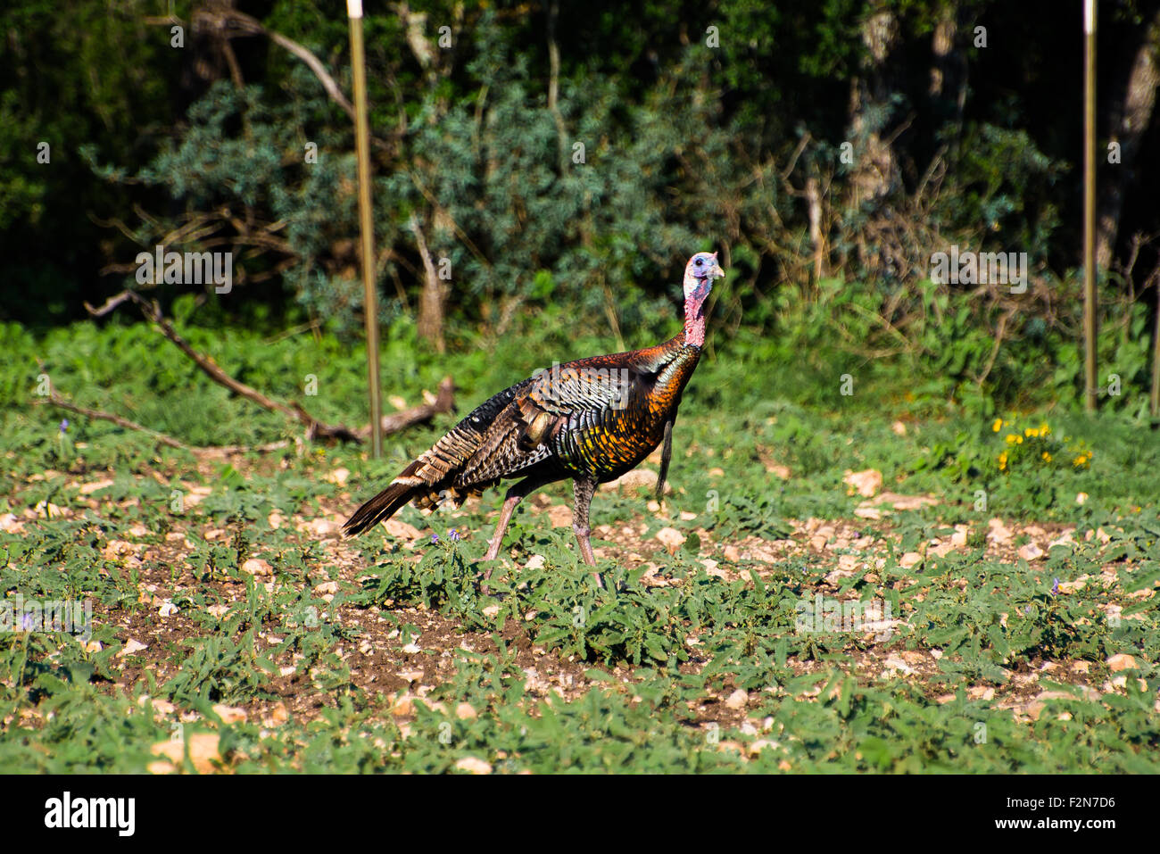 Wild South Texas Rio Grande turkey walking to the right with his head ...