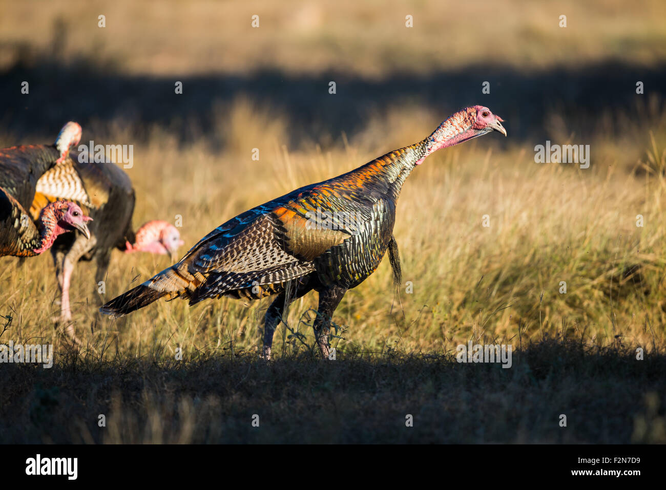 Strutting jake hi-res stock photography and images - Alamy