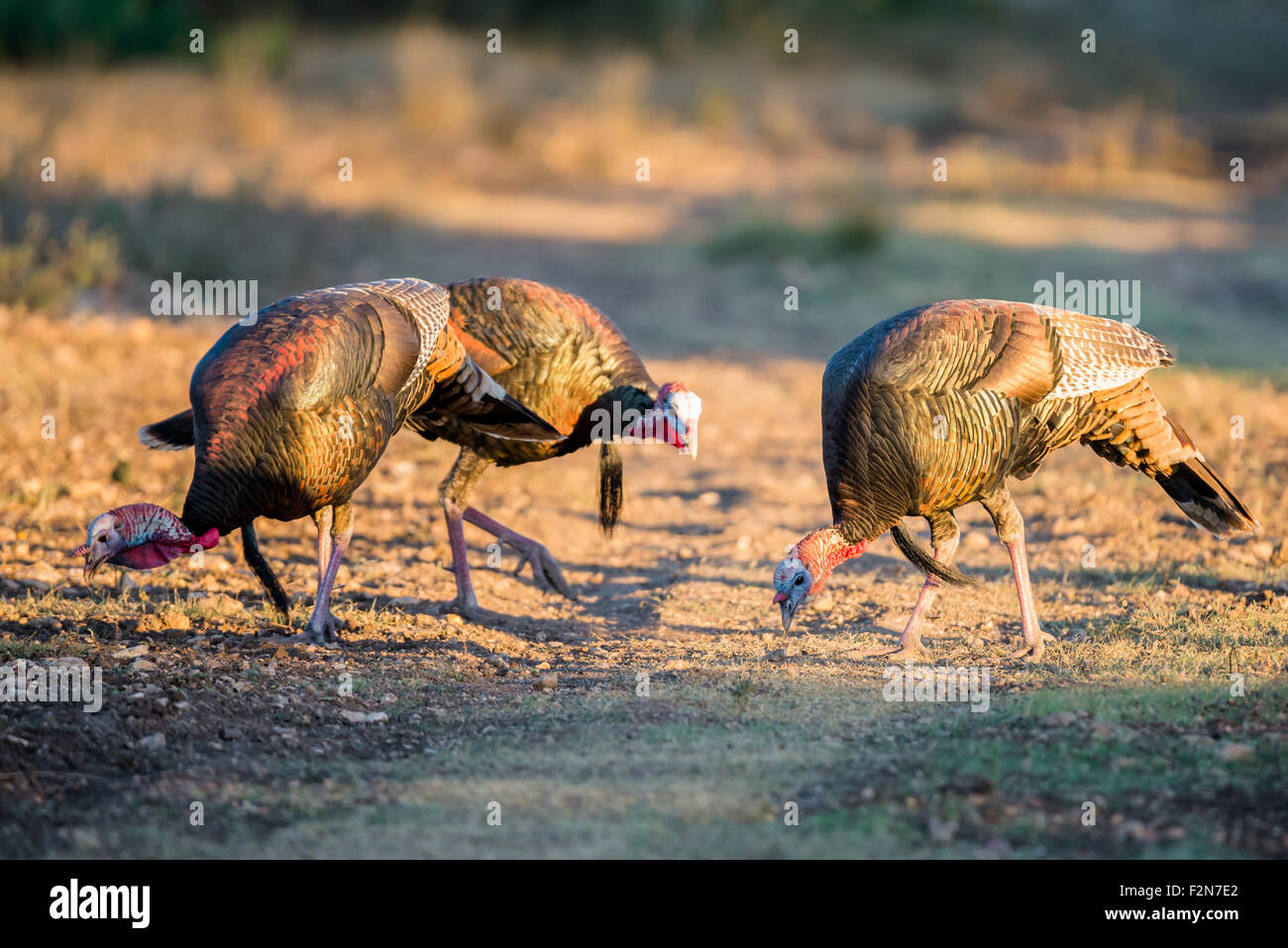 Wild turkey eating hi-res stock photography and images - Alamy