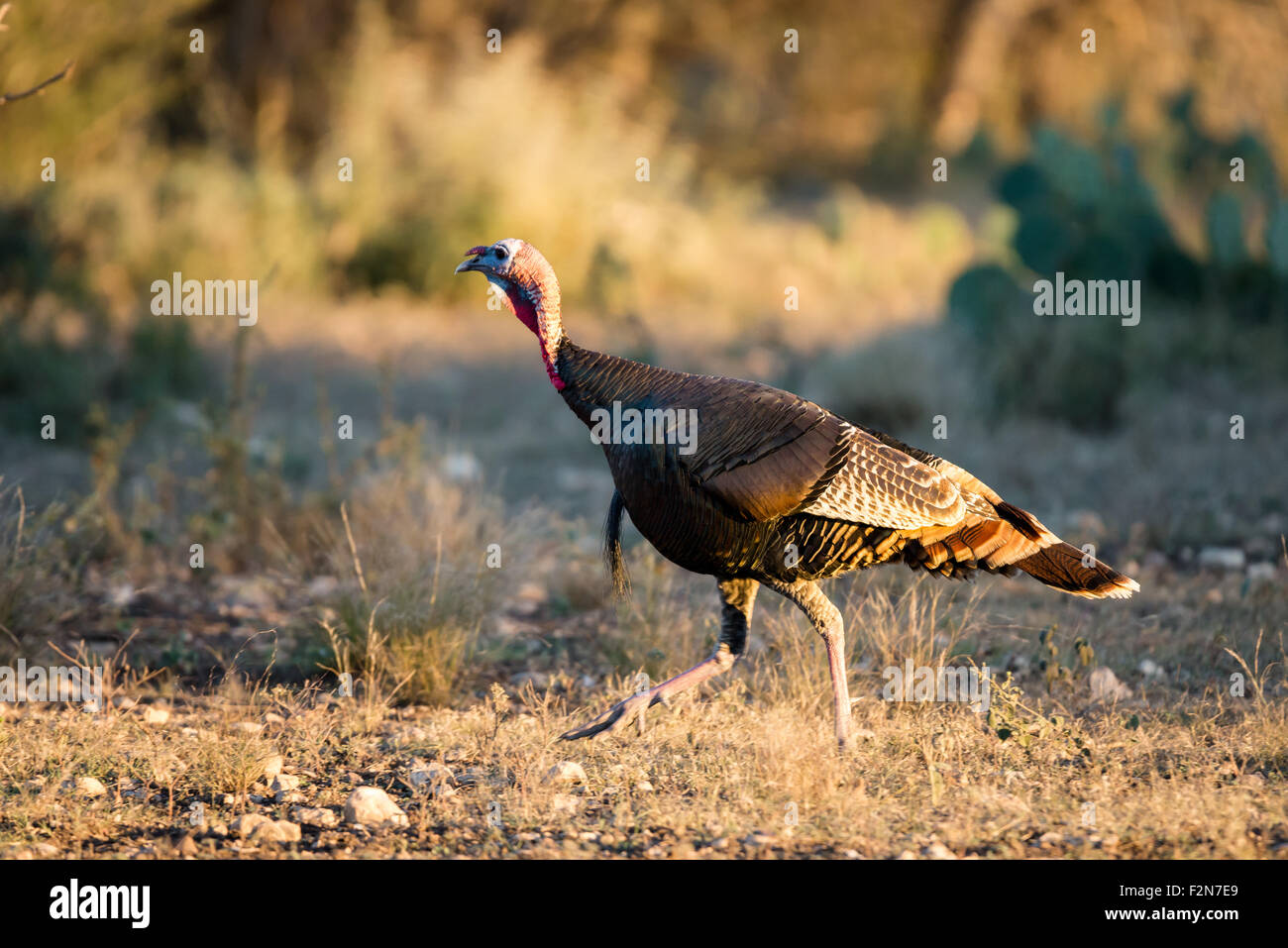 Wild South Texas Rio Grande turkey quickly walking to the left Stock ...